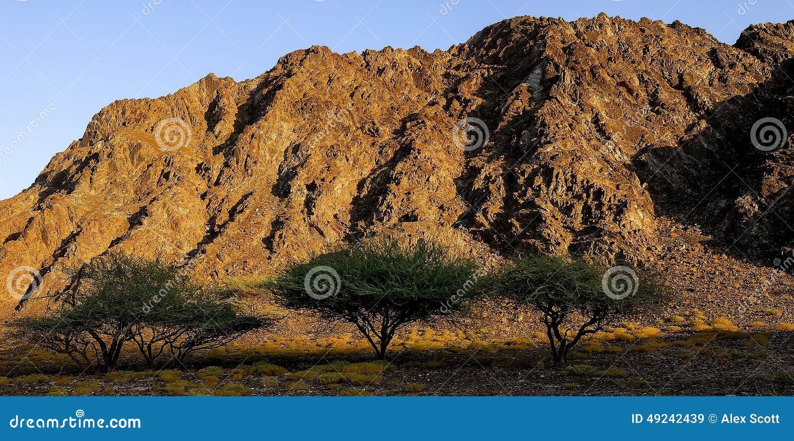 Desert vegetation in Oman stock image. Image of geology - 49242439