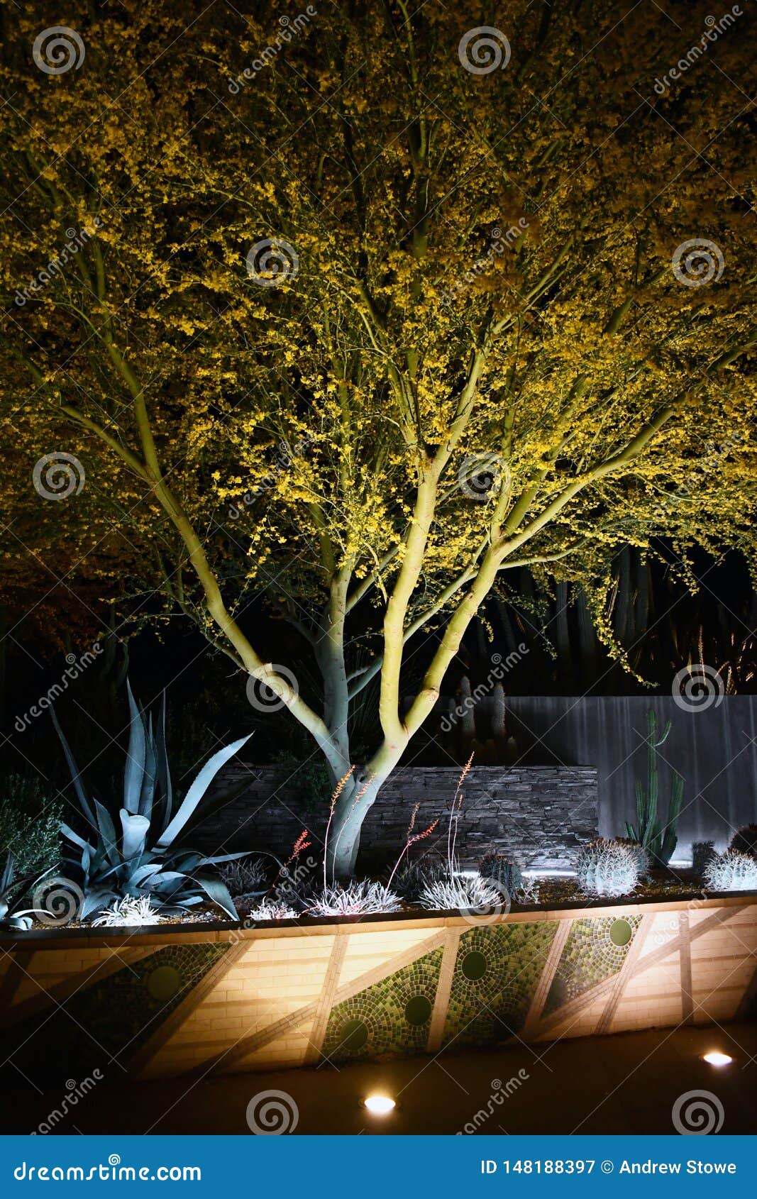 Desert View of Tree at Night Stock Image - Image of dark, ocean: 148188397