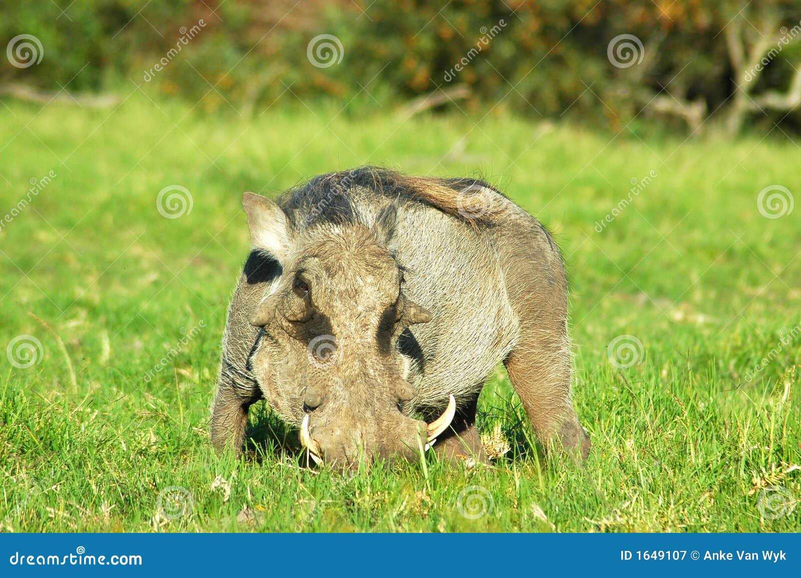 Desert warthog stock image. Image of grazes, desert, nature - 1649107