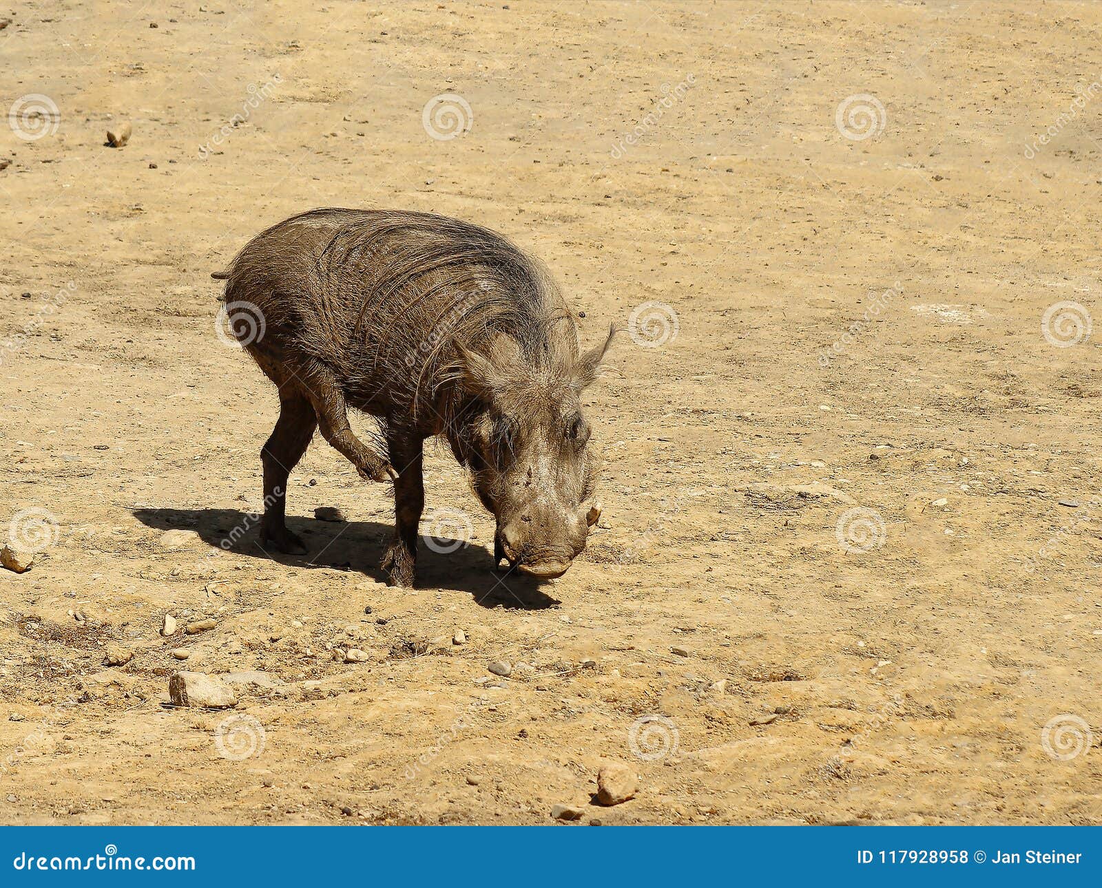Desert warthog stock photo. Image of outdoor, african - 117928958