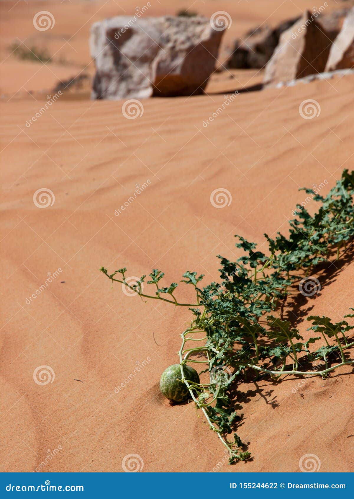 Wild Watermelons Desert Stock Photos - Free & Royalty-Free Stock Photos ...