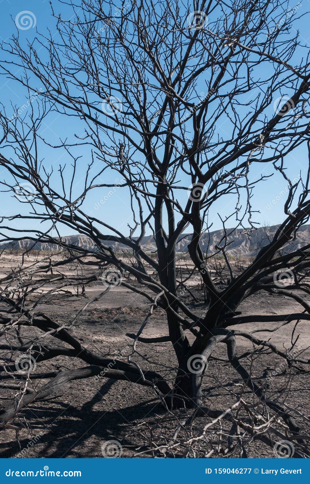 Scorched Tree after a Desert Wildfire Stock Image - Image of nevada ...