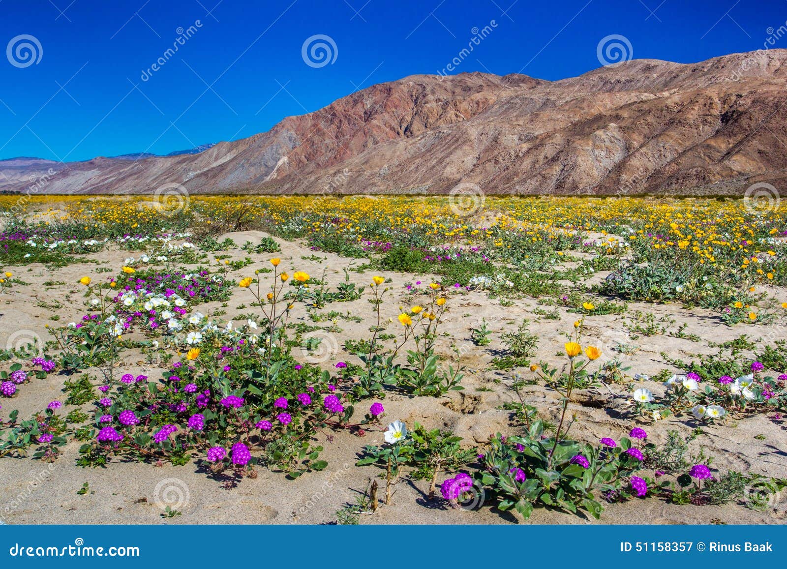 Desert Wildflowers stock image. Image of dune, plants - 51158357