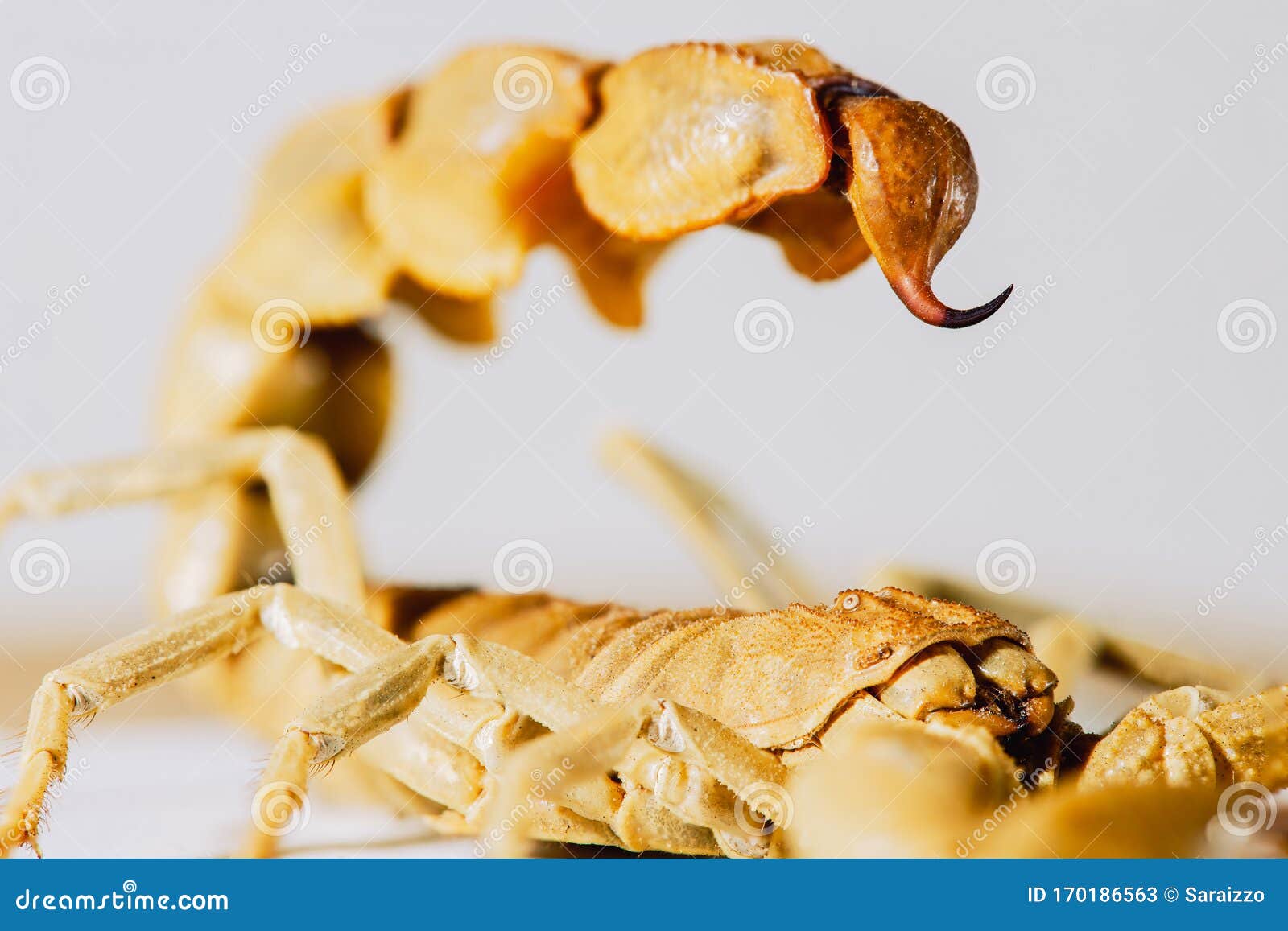 Desert Hairy Scorpion Bite