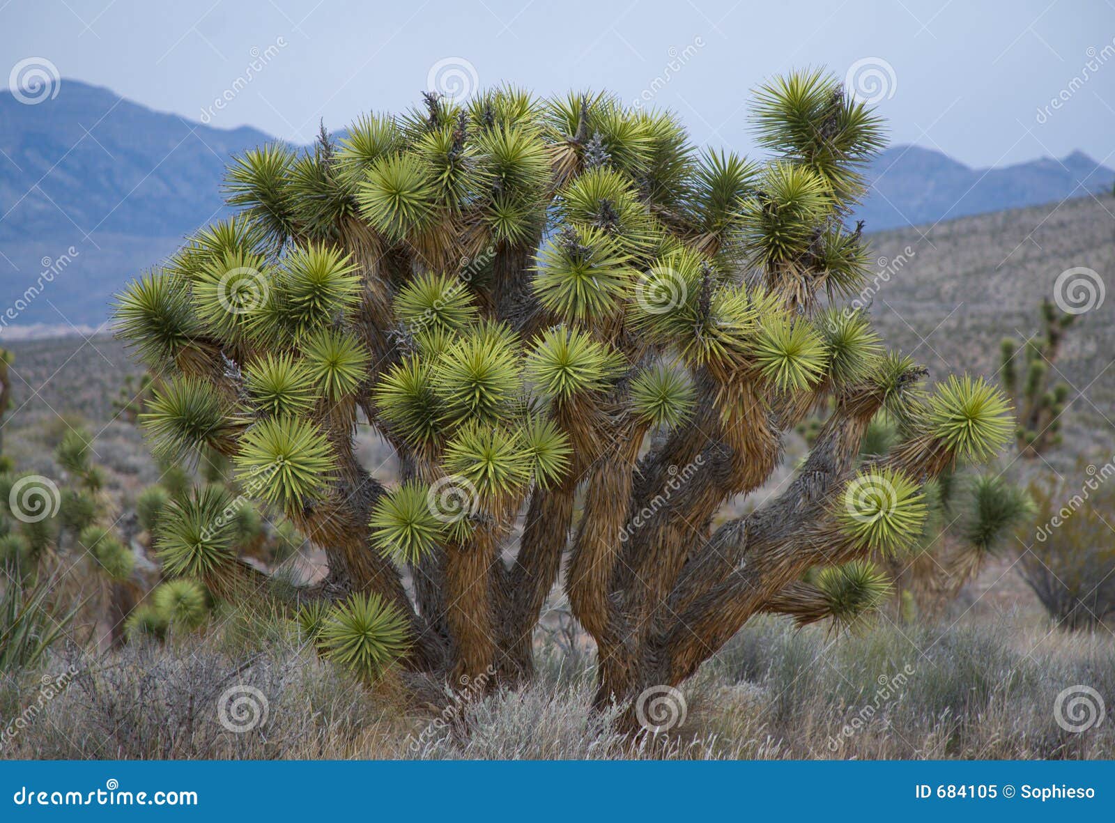 Desert Yucca in Bloom stock image. Image of yucca, travel - 684105
