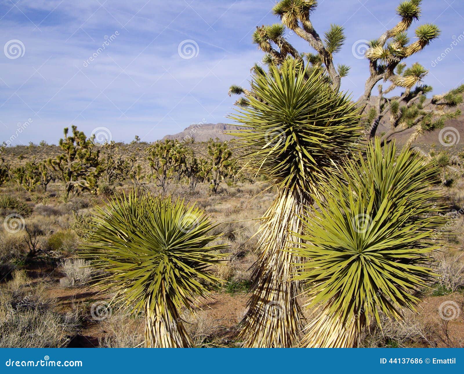 Desert Yucca stock photo. Image of cacti, desert, trees - 44137686