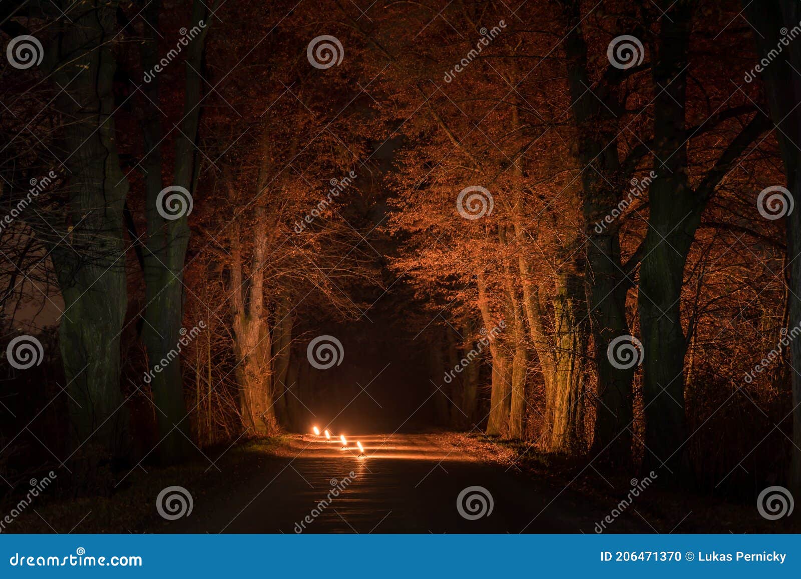 A Deserted Path between Dense Trees on the Sides at Night Illuminated ...