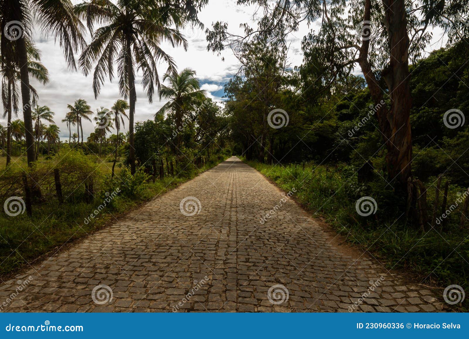 Deserted Path through a Forest. Cobblestone Path Surrounded by Trees ...