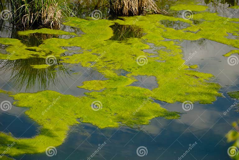Deserted Pond stock image. Image of decor, driftweed, abstract - 5634753
