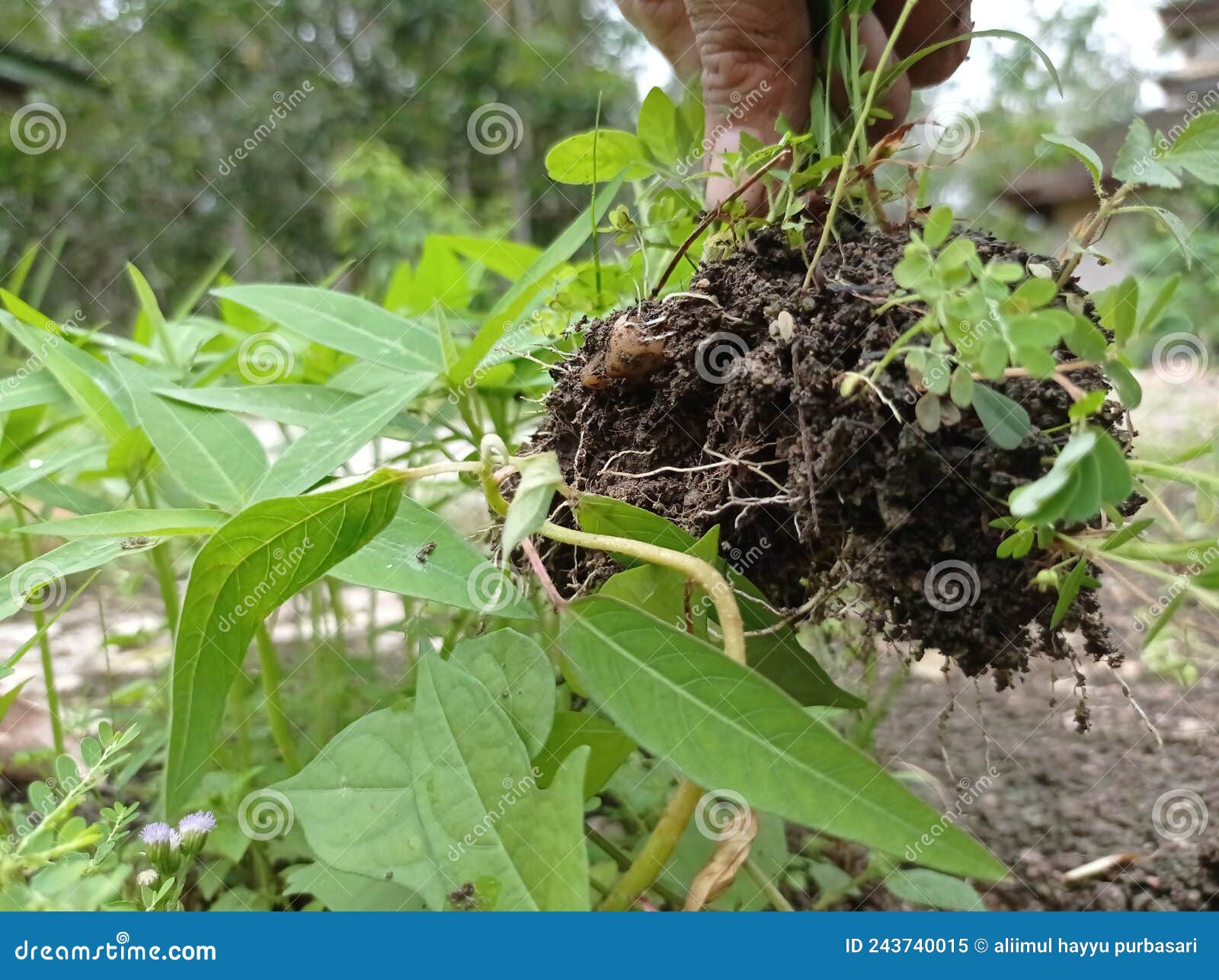 Deshilachado Con Las Manos Desnudas Imagen de archivo - Imagen de ...