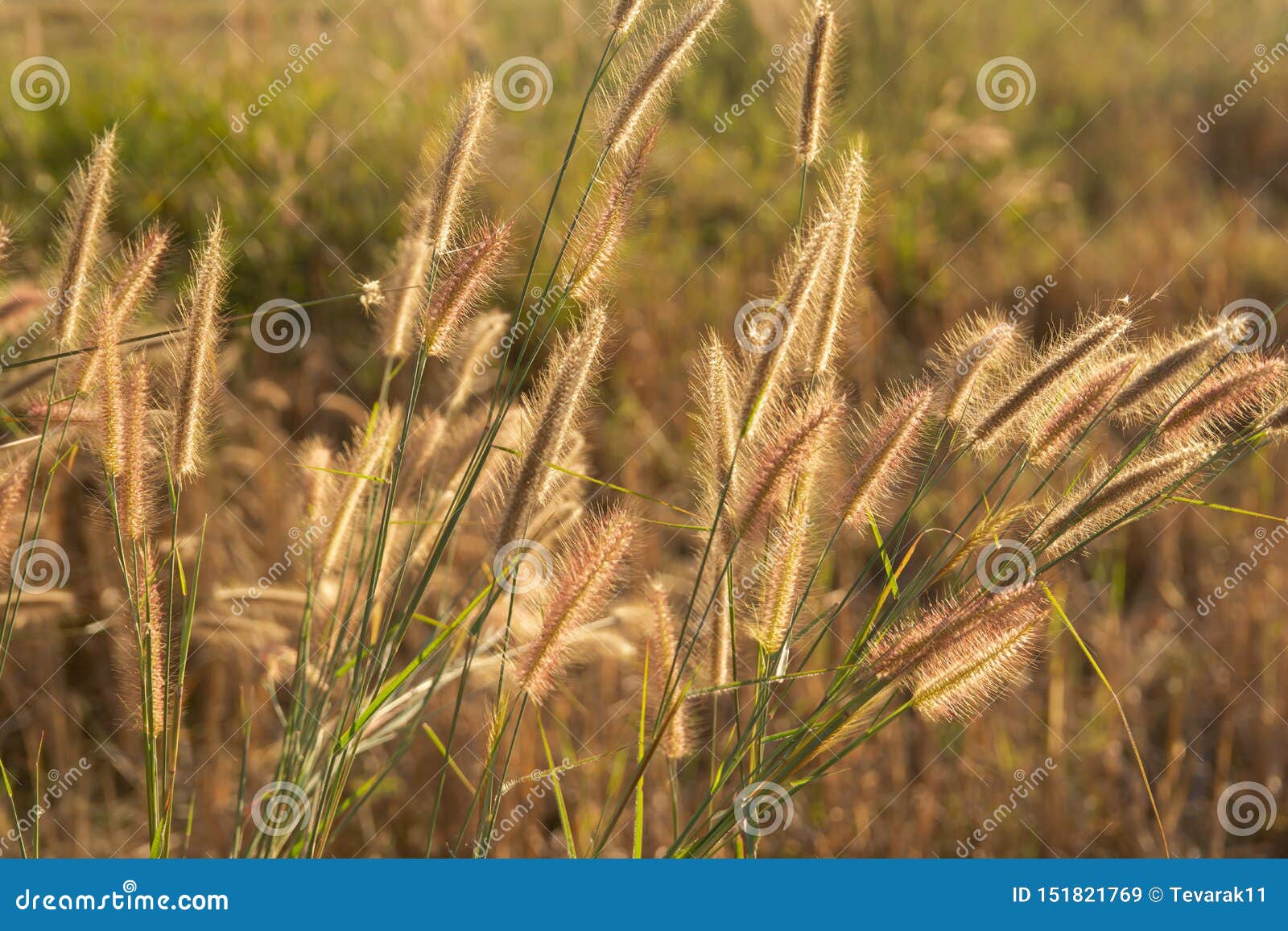 Desho Grass, Pennisetum Pedicellatum and Sunlight from Sunset Stock ...