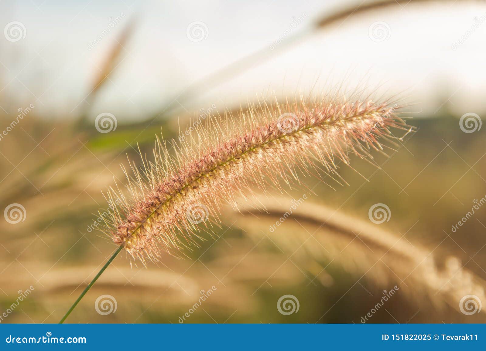 Desho Grass, Pennisetum Pedicellatum and Sunlight from Sunset Stock ...