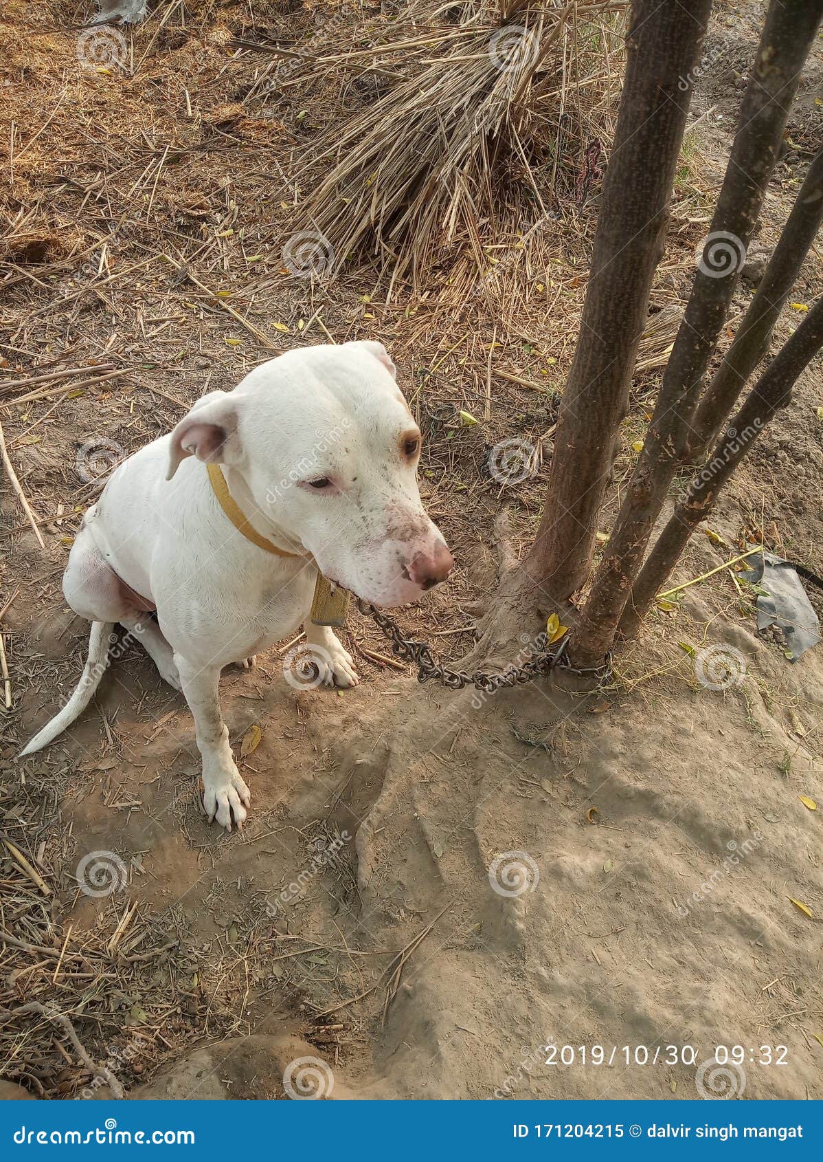 Desi Dog Indian Village White Dog Royalty-Free Stock Photography ...