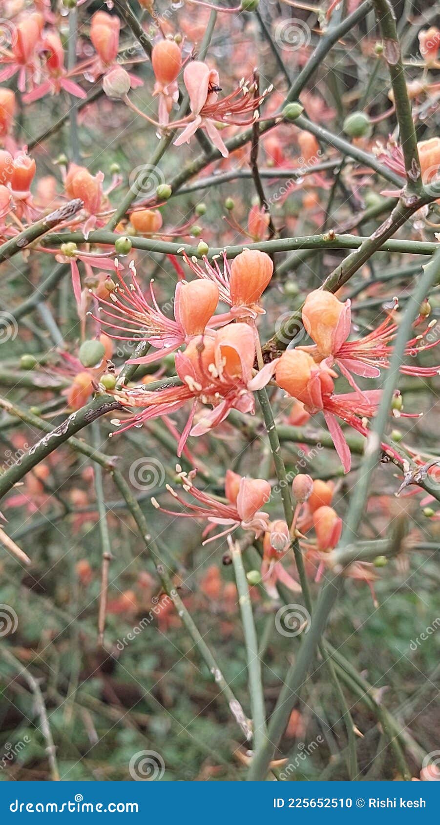 Desi flower stock photo. Image of shrub, tree, produce - 225652510