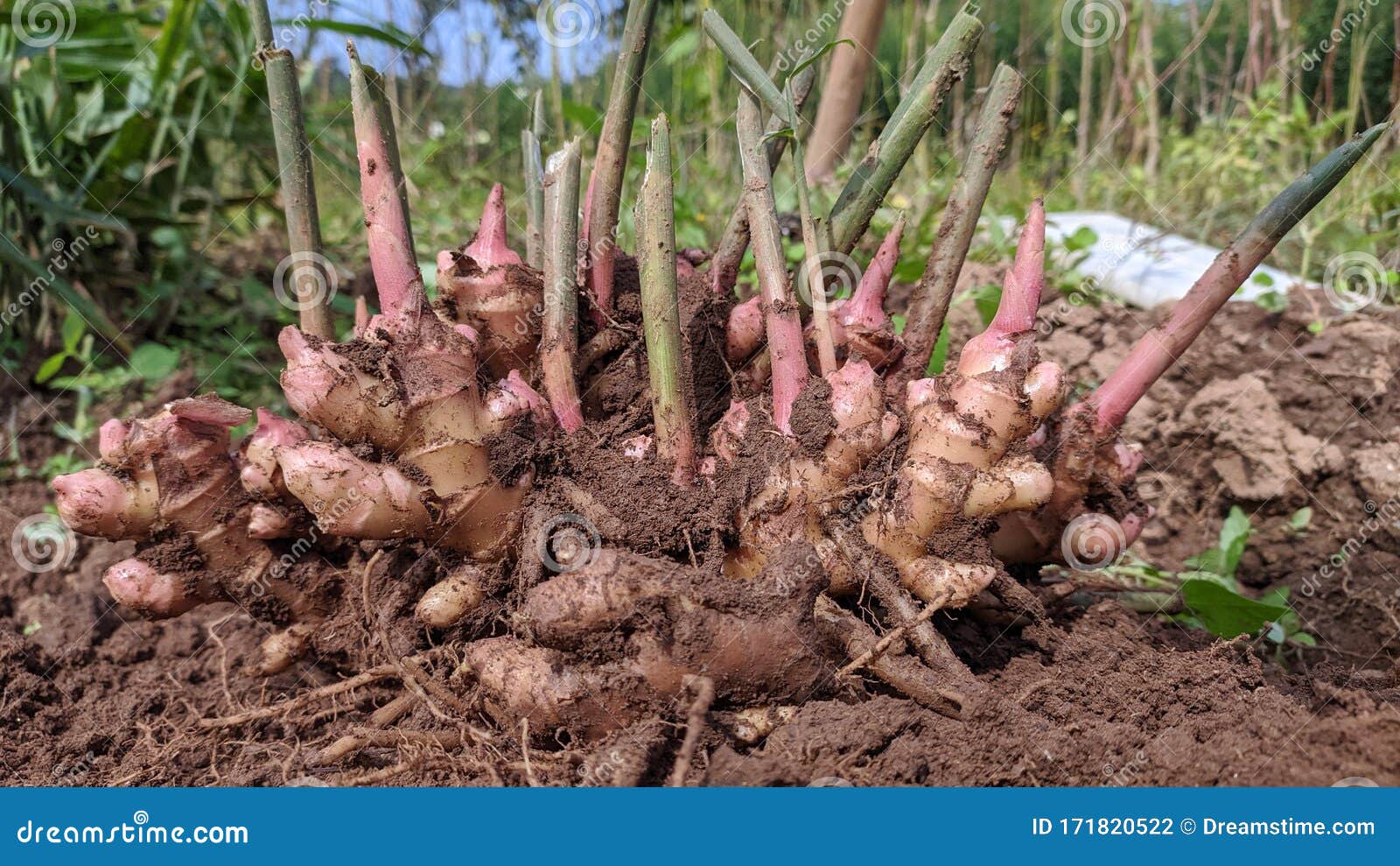 Desi Indian Ginger Crop in Pharma Stock Photo - Image of oreng, road ...