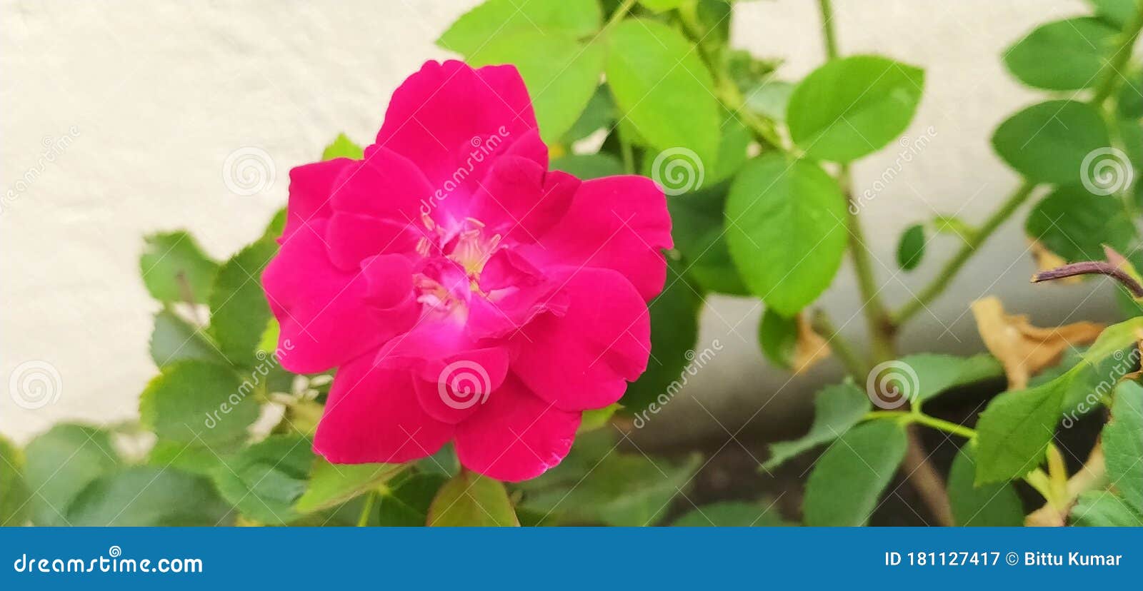 Desi Red Rose Flower stock image. Image of shrub, blossom - 181127417