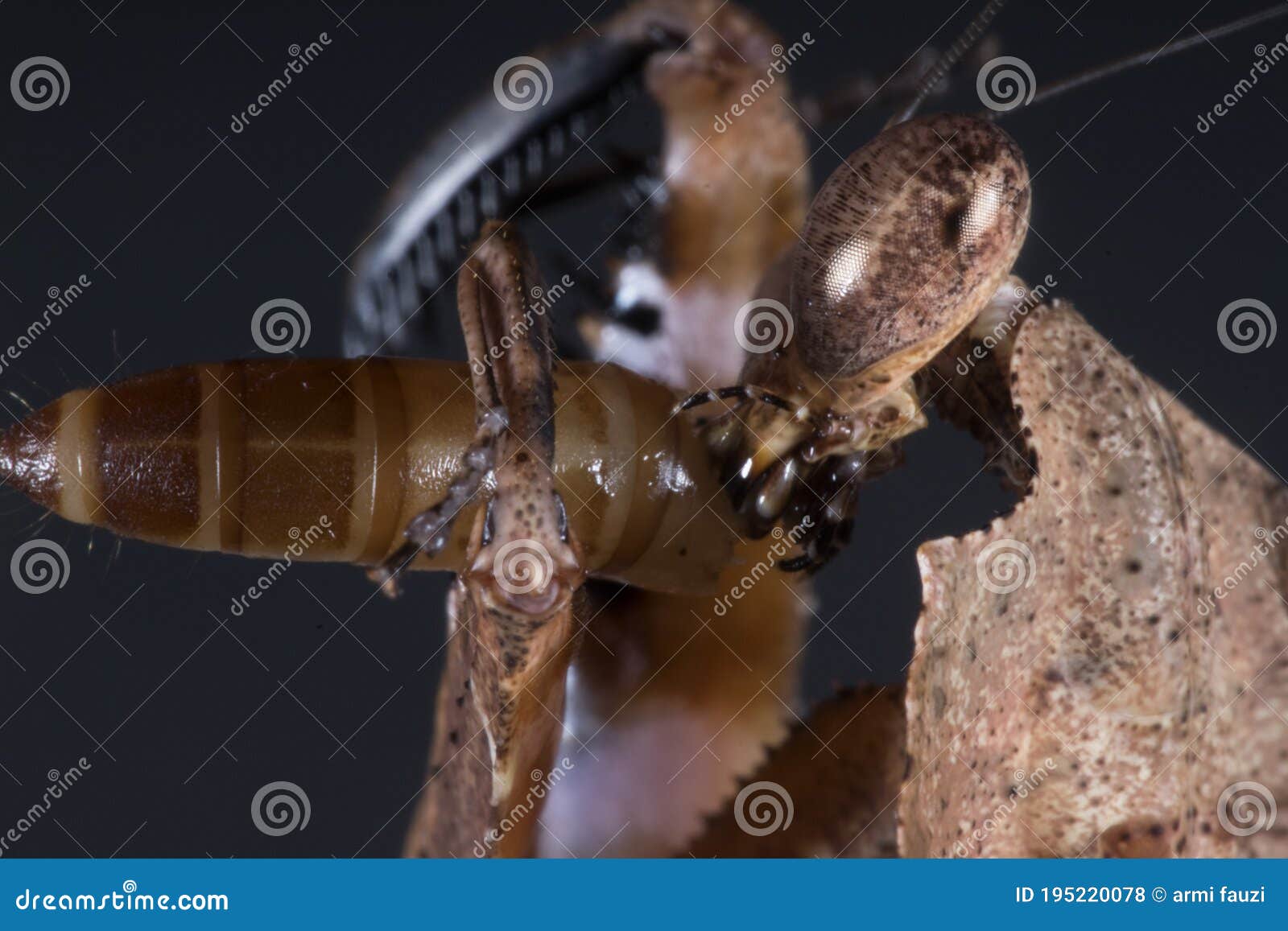 Desicata Mantis Face from Side Stock Photo - Image of face, insect ...