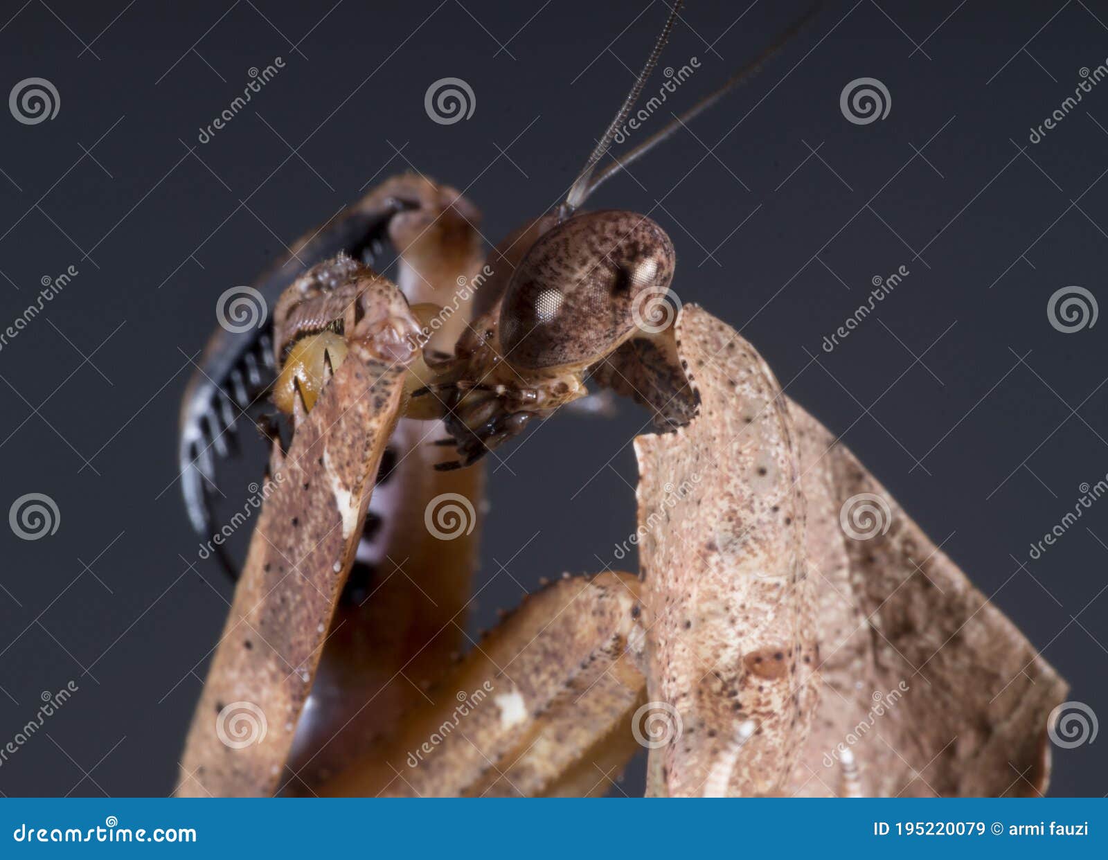 Desicata Mantis Face from Side Stock Image - Image of mantis, desicata ...