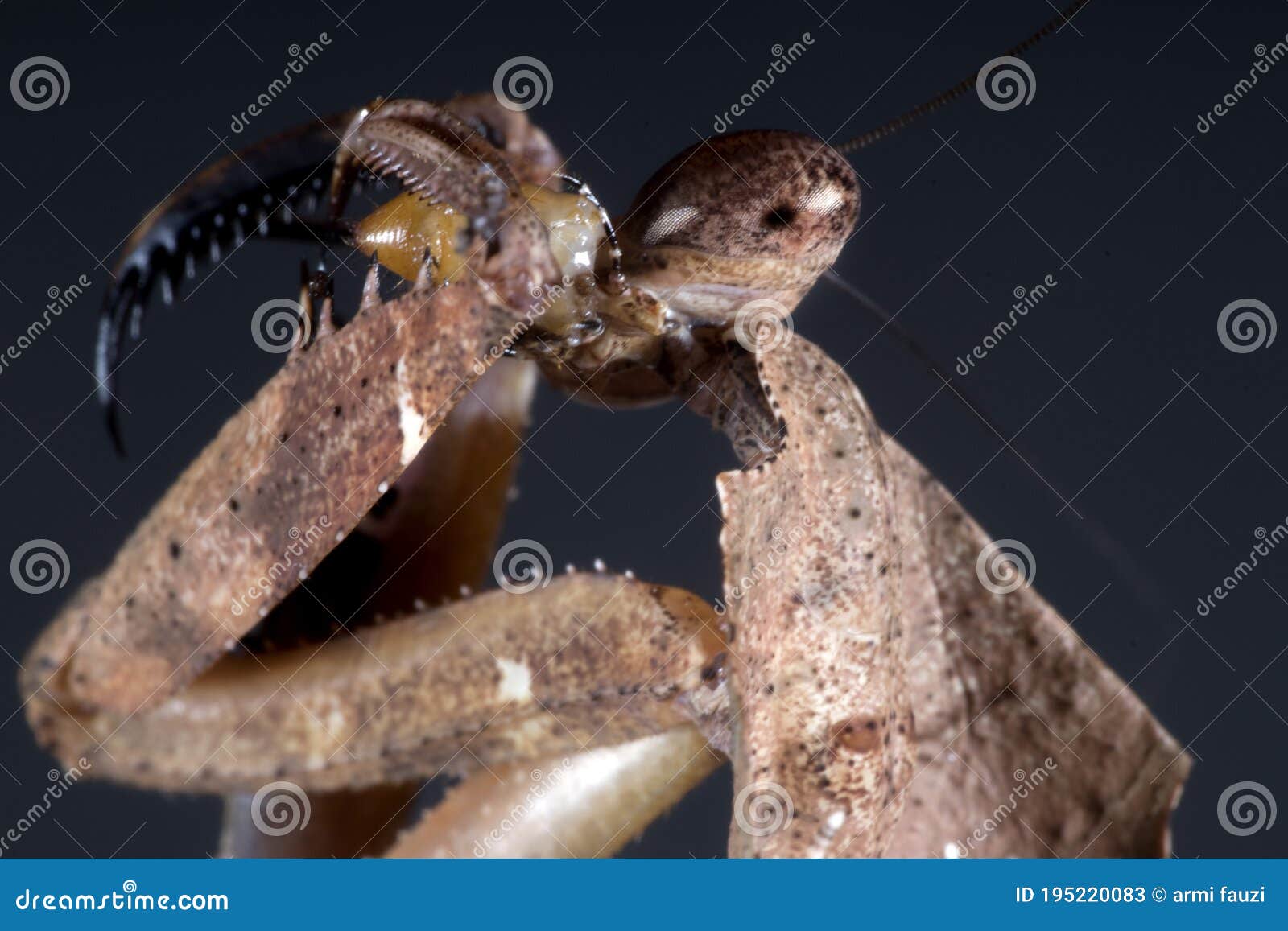 Desicata Mantis Face from Side Stock Image - Image of mantis, insect ...
