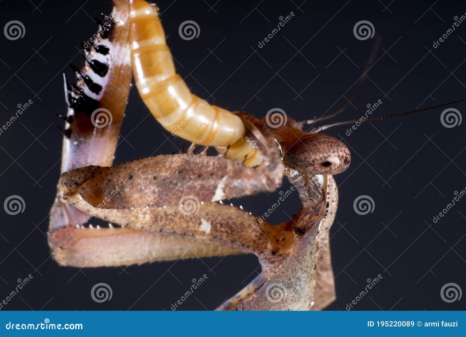 Desicata Mantis Face from Side Eating Worm Stock Image - Image of side ...
