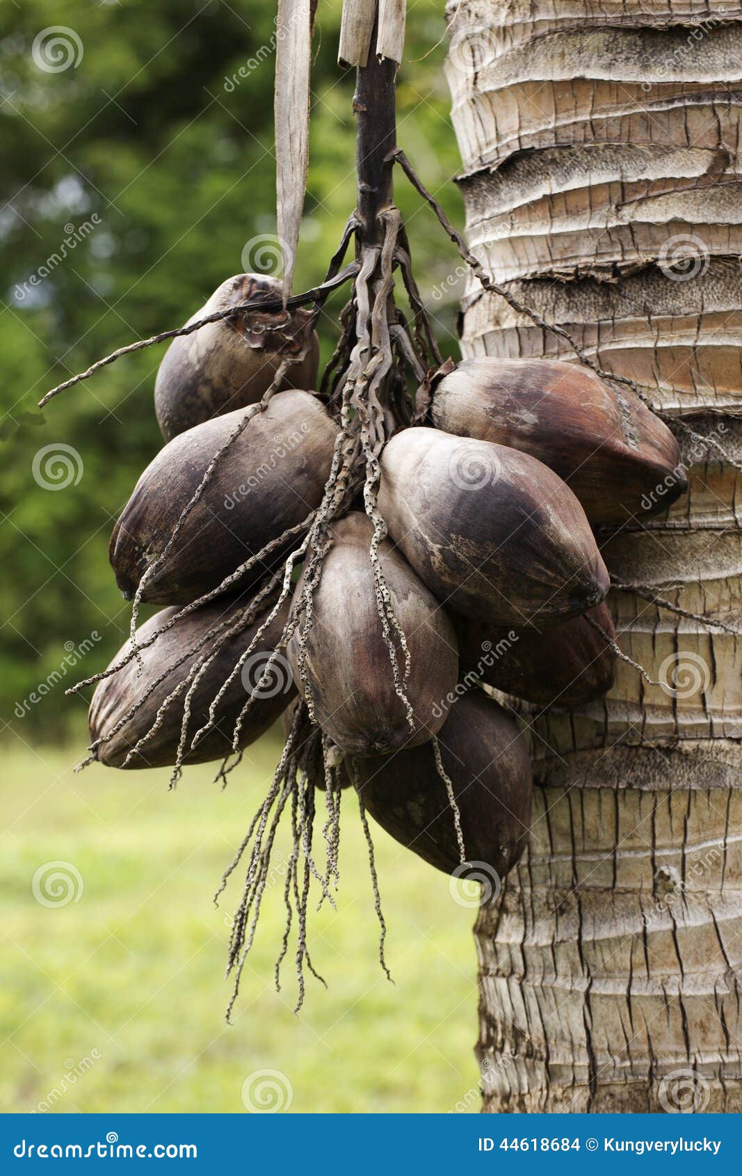 Desiccated coconut on tree stock photo. Image of desiccated - 44618684