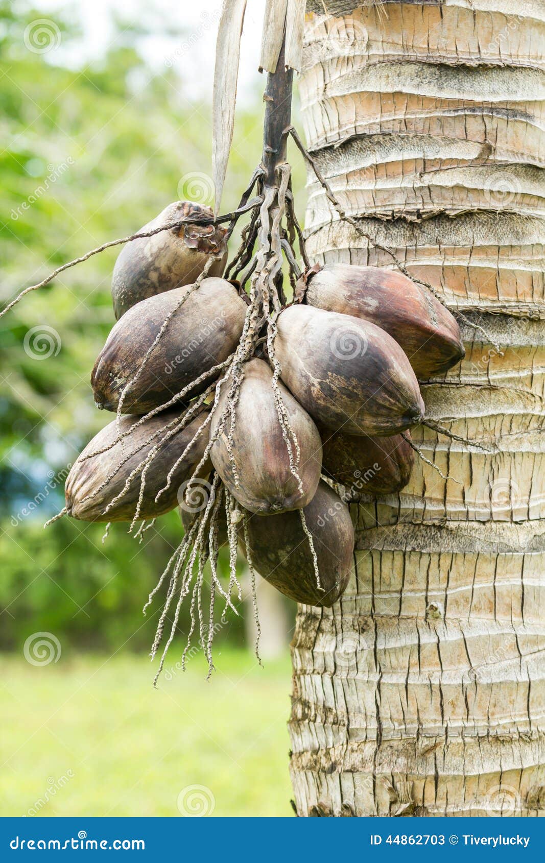 Desiccated coconut stock image. Image of nature, nutrition - 44862703