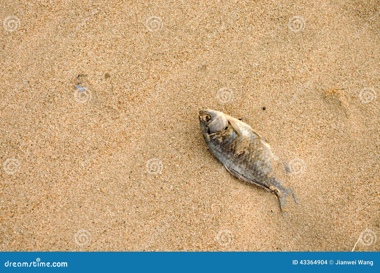The Desiccated Corpse of a Fish on Seabeach Stock Photo - Image of ...