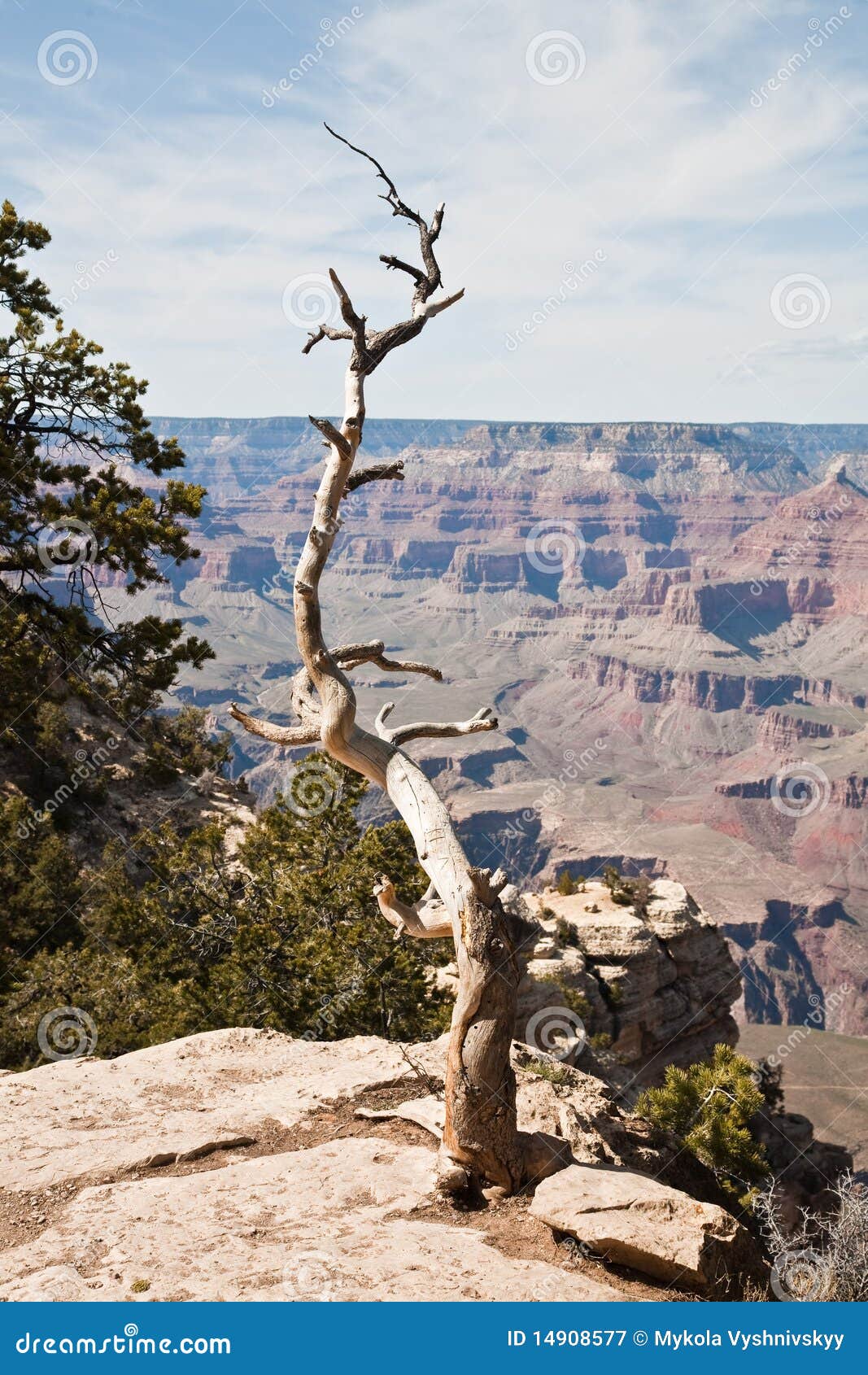 Desiccated tree stock image. Image of snow, forest, slope - 14908577