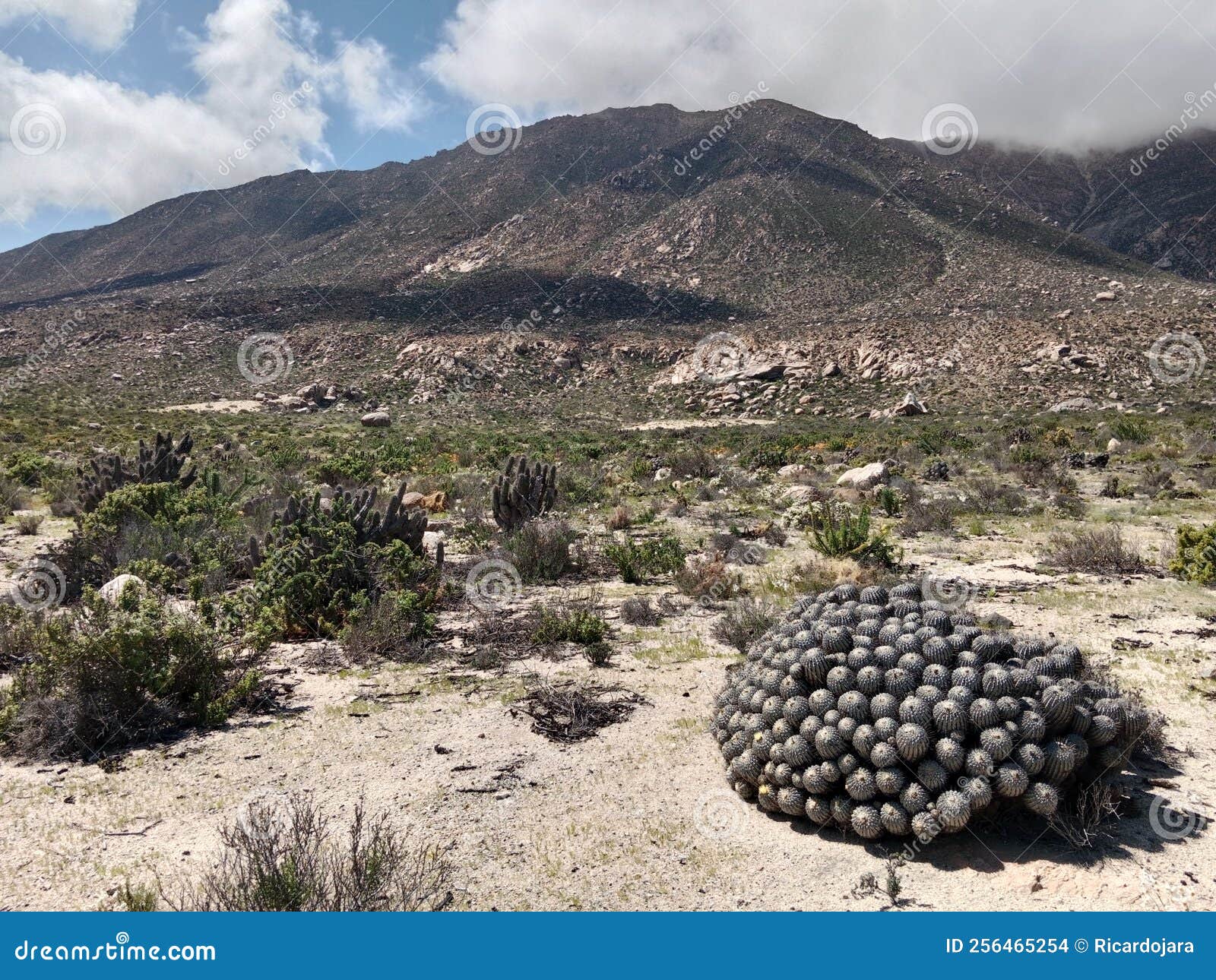 Desierto De Atacama Florido Chile Del Desierto Foto de archivo - Imagen ...