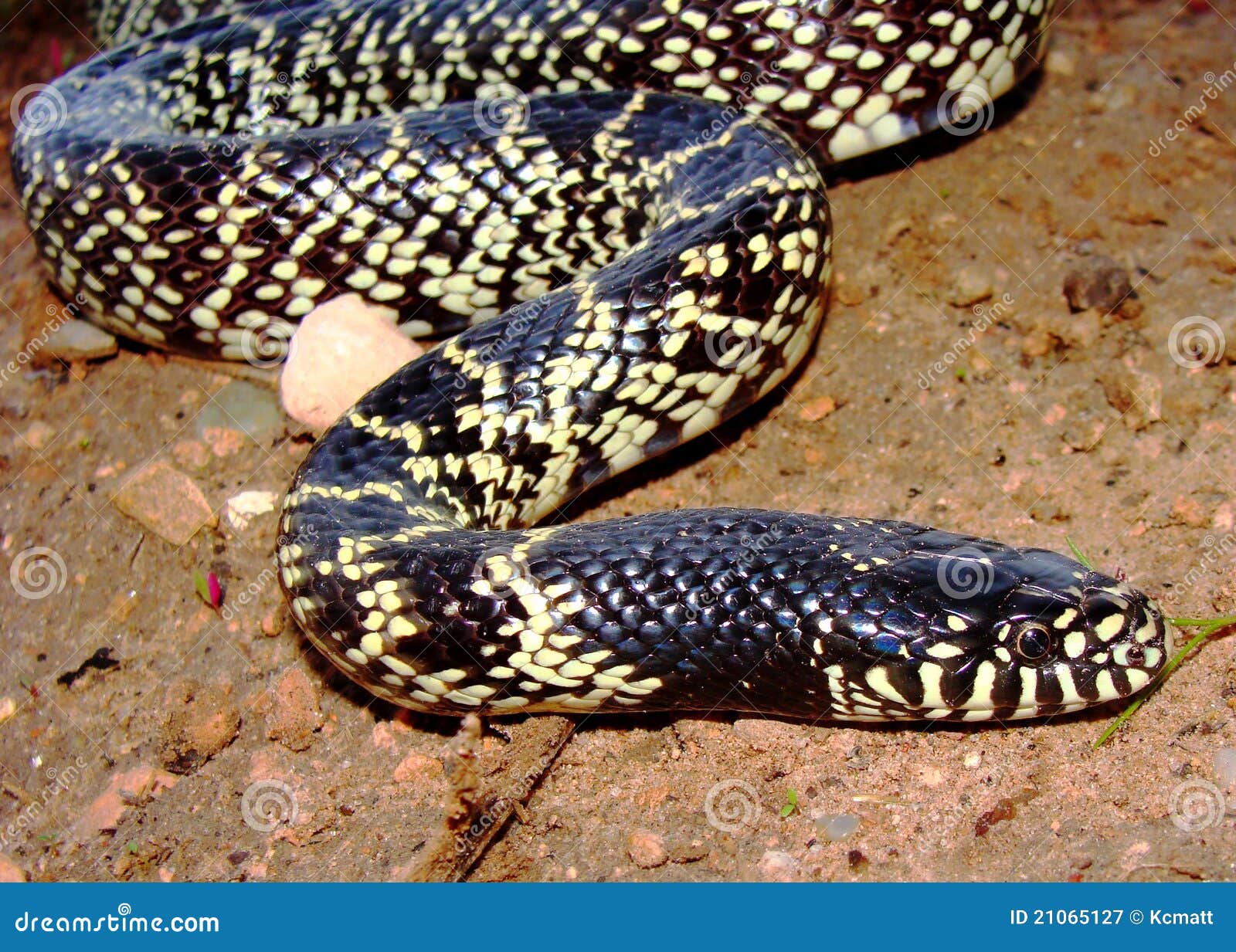 Desierto Kingsnake (rey Serpiente) Imagen de archivo - Imagen de rojo ...