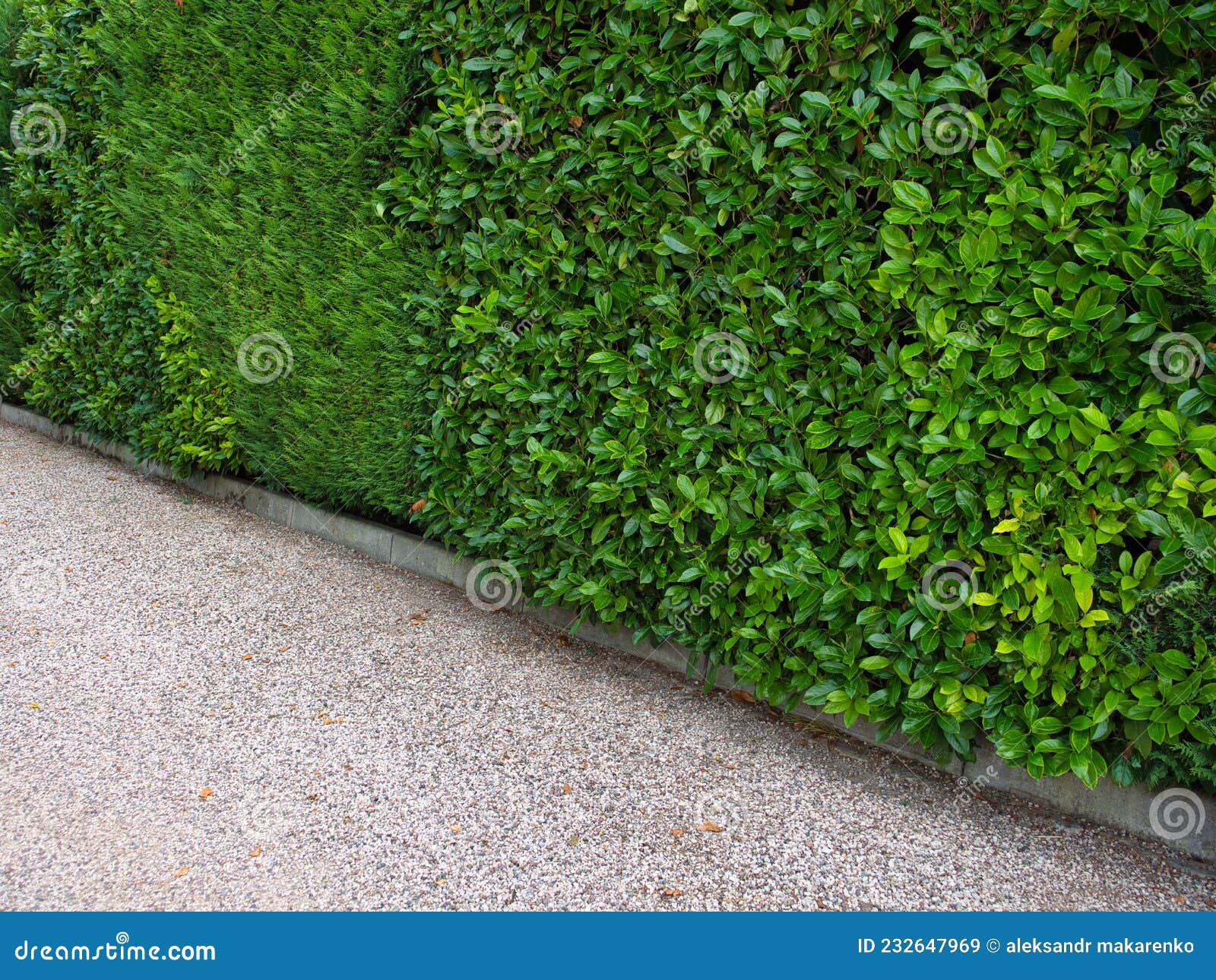 Design Elements of the Green Zone in the Garden Stock Image - Image of ...
