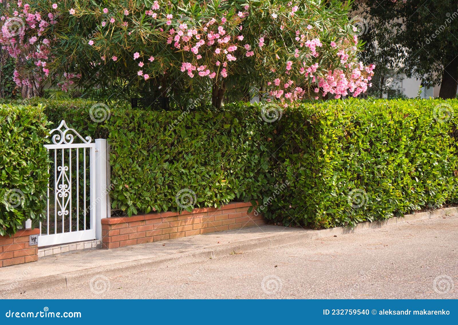 Design Elements of the Green Zone in the Garden Stock Photo - Image of ...