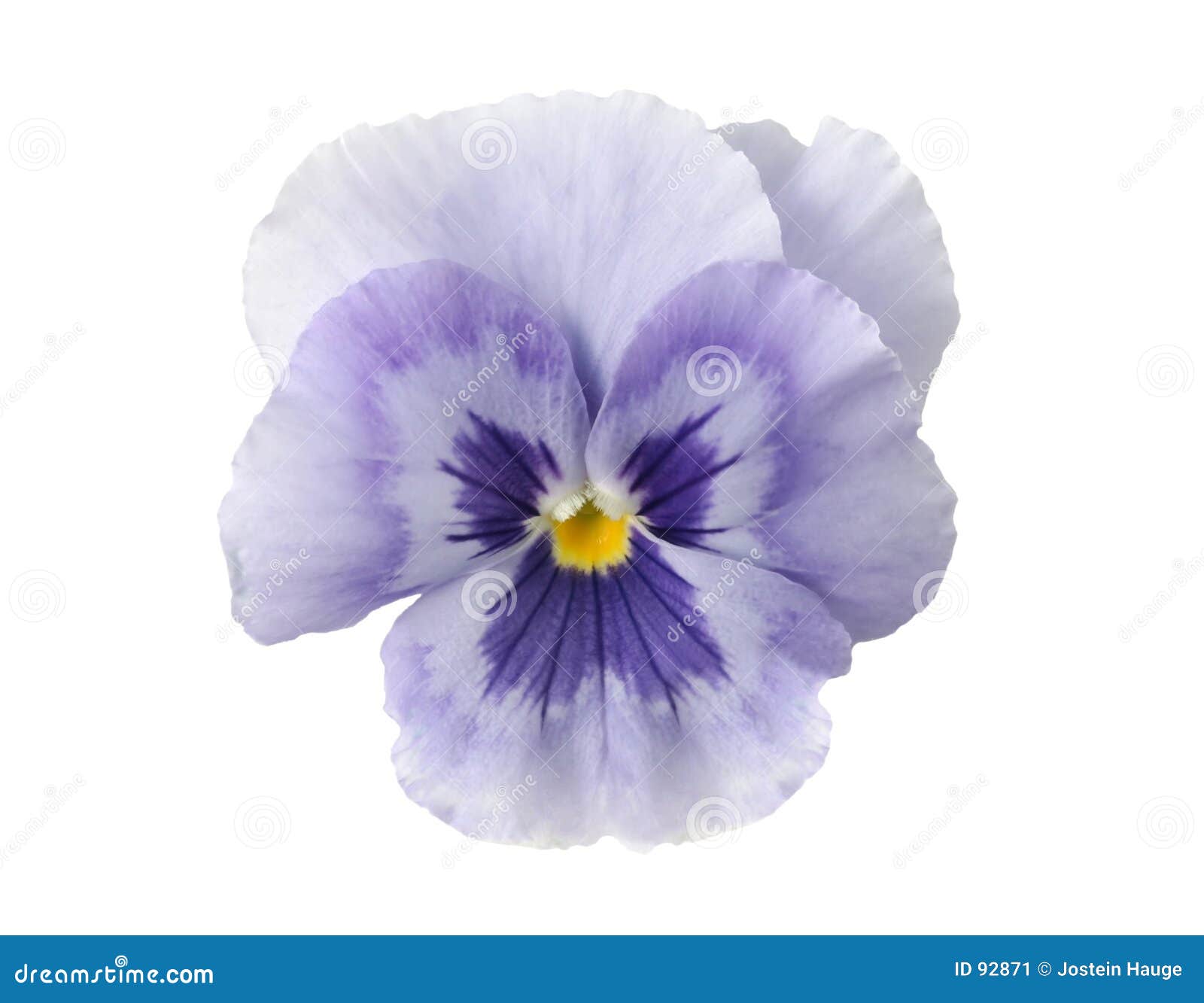 Design Elements: Light Blue Pansy Stock Image - Image of light, pansy ...