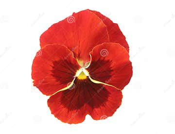Design Elements: Red Pansy stock image. Image of velvet - 92873