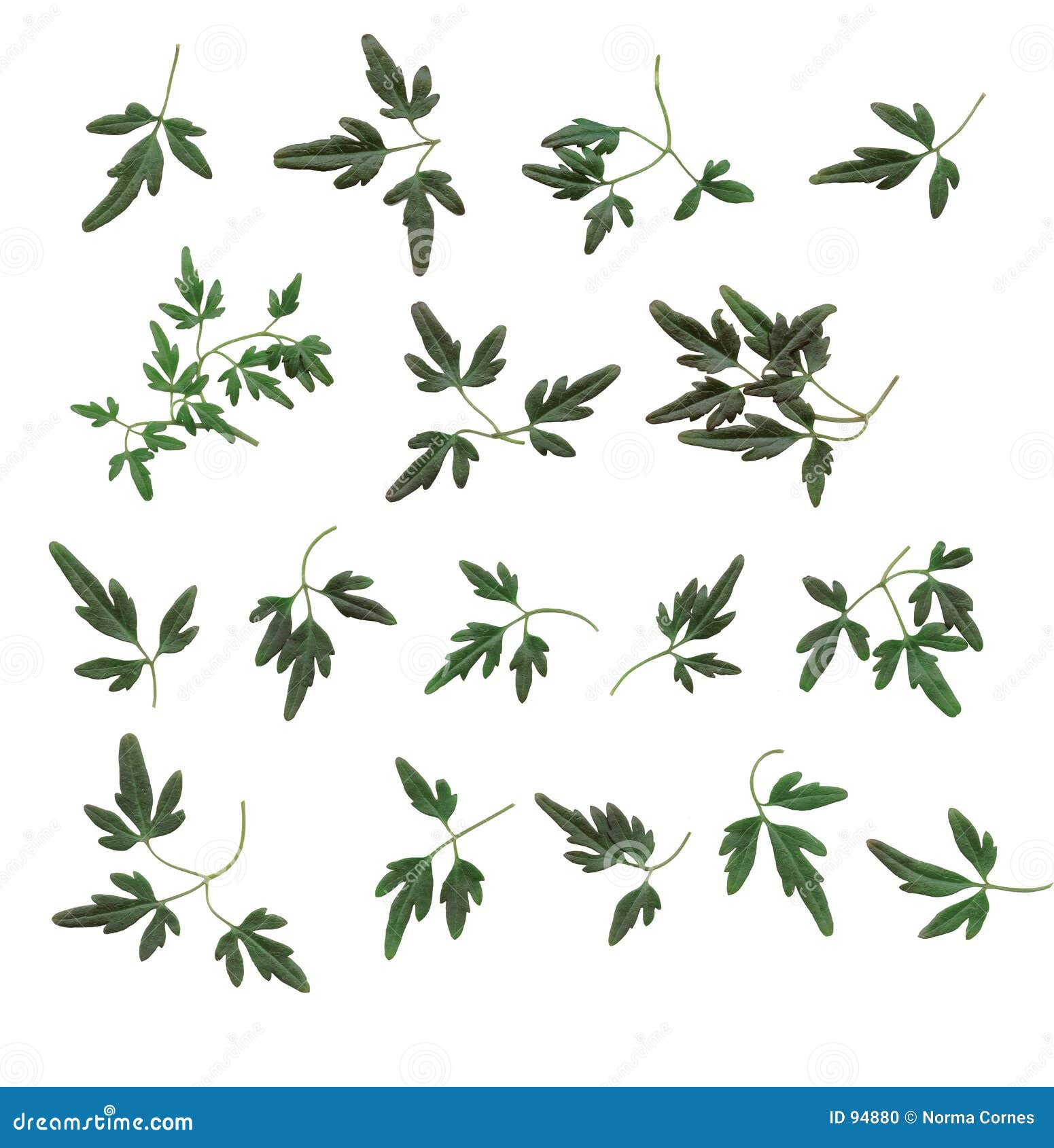 Design Elements - Small Leaves Stock Illustration - Illustration of ...