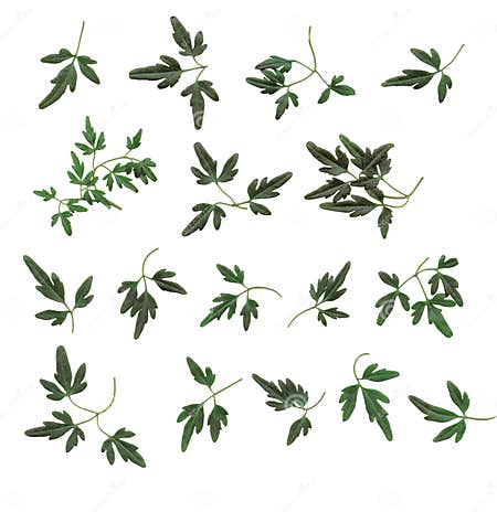 Design Elements - Small Leaves Stock Illustration - Illustration of ...