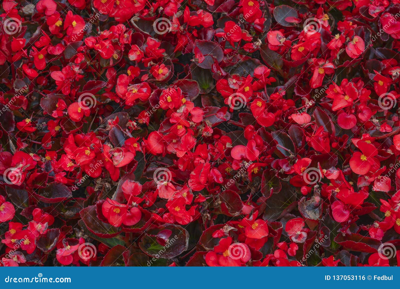 Design of Flower Bed by Red Flowers. Plant Pattern Texture Stock Photo ...