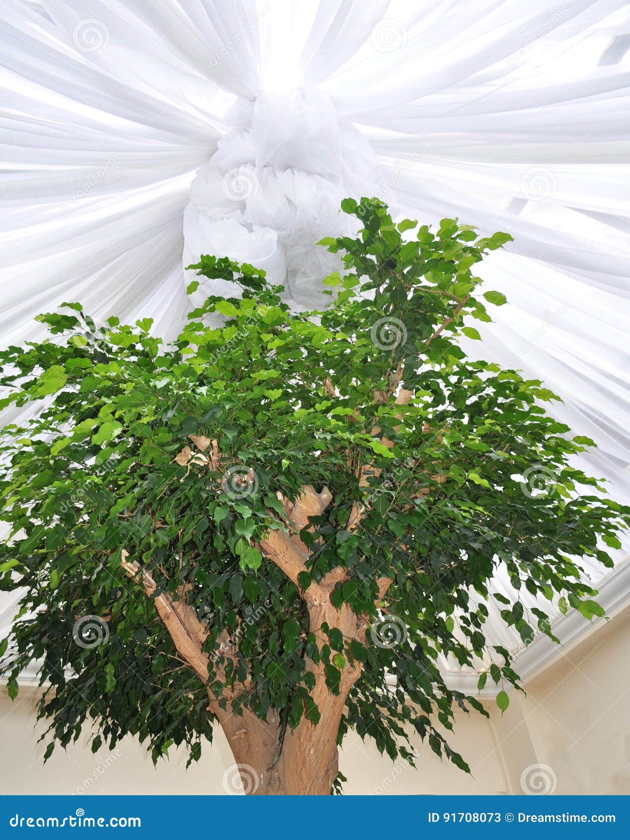 Design idea ceiling tree stock image. Image of roof, home - 91708073