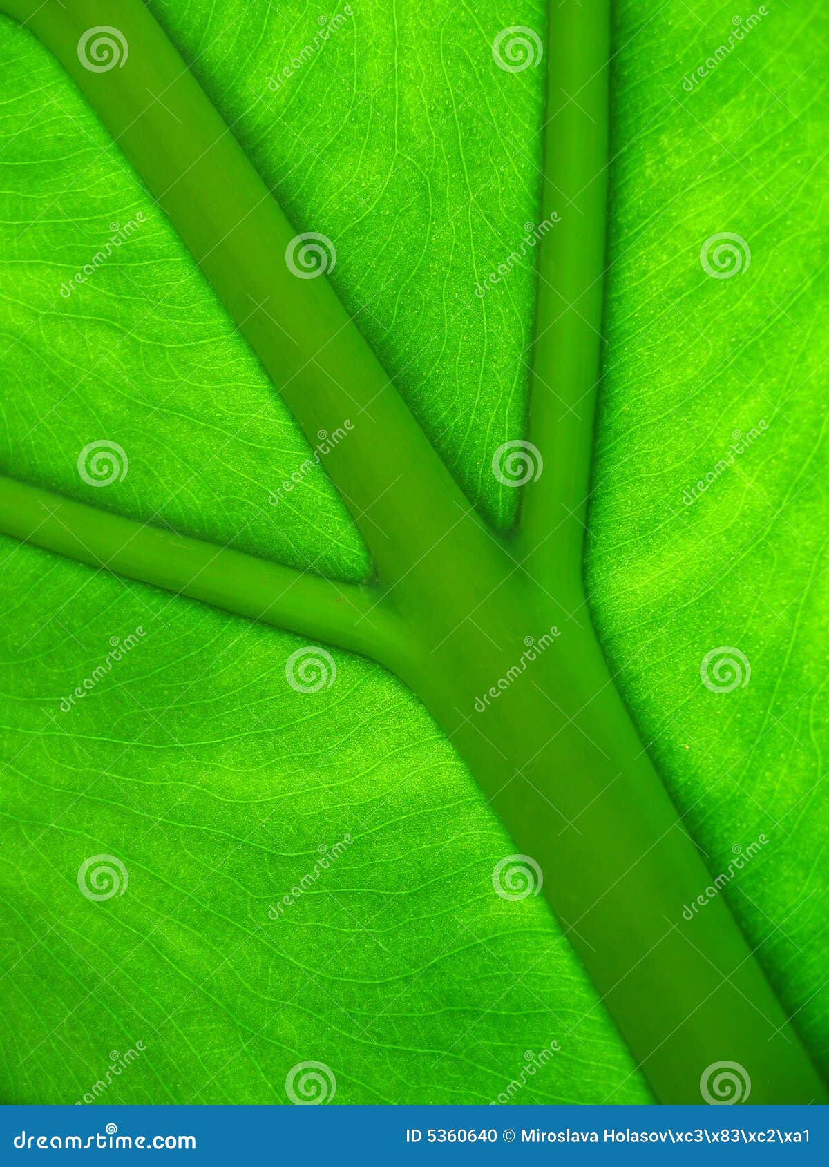 Design of leaf detail stock photo. Image of background - 5360640