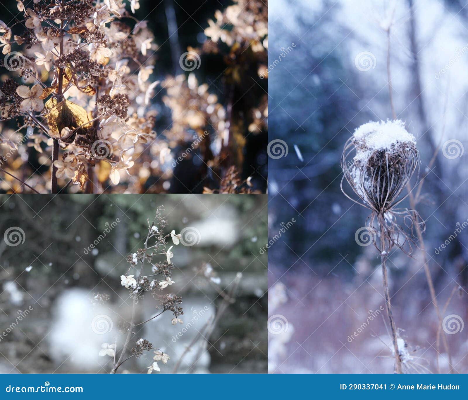 Magical Winter Flowers in Snow. Flowers in Winter. Stock Image - Image ...
