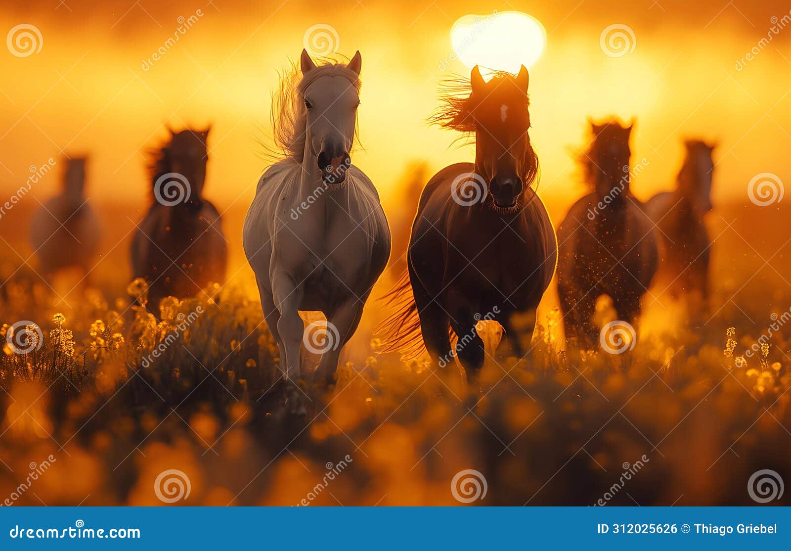 Sunset Gallop: Horses in Freedom’s Embrace Stock Illustration ...