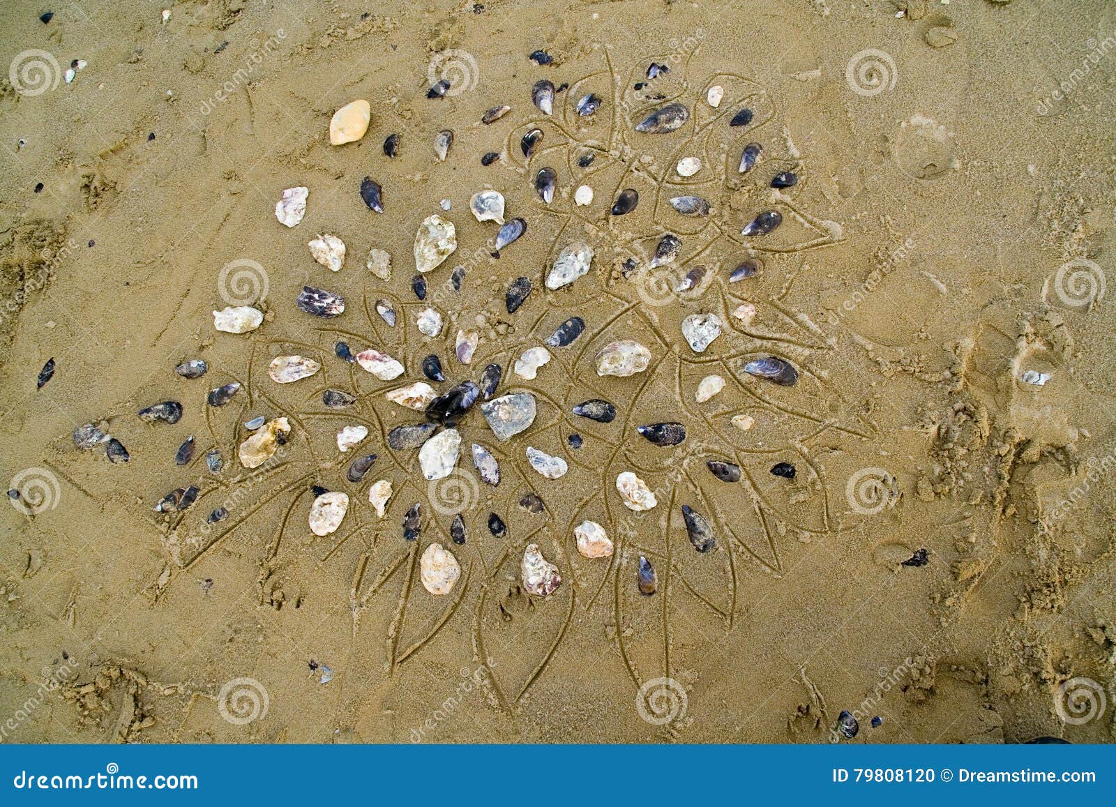 Design with shells stock photo. Image of shell, catholic - 79808120