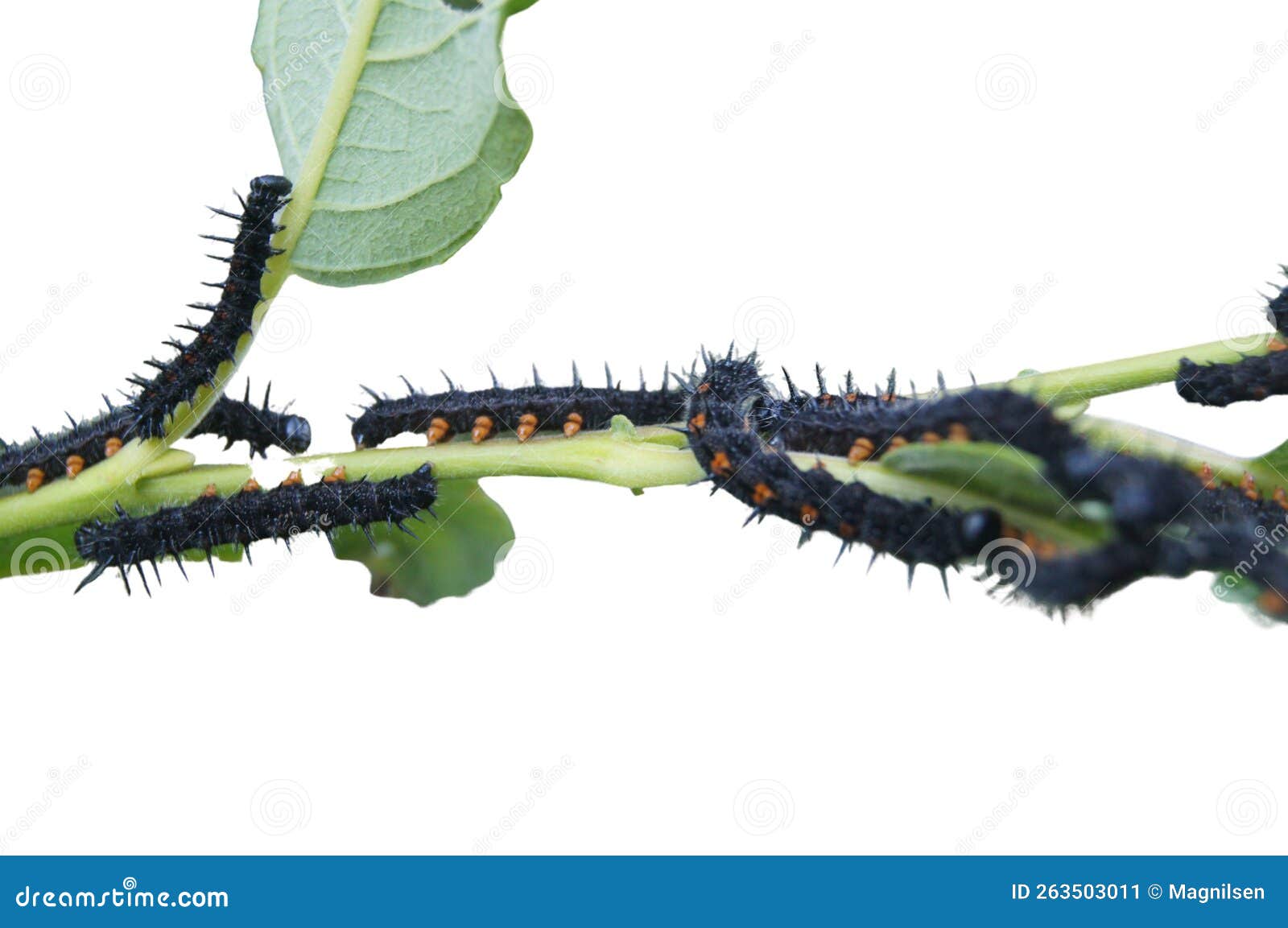 Mourning Cloak Butterfly Larvae (Nymphalis Antiopa) Transparent ...