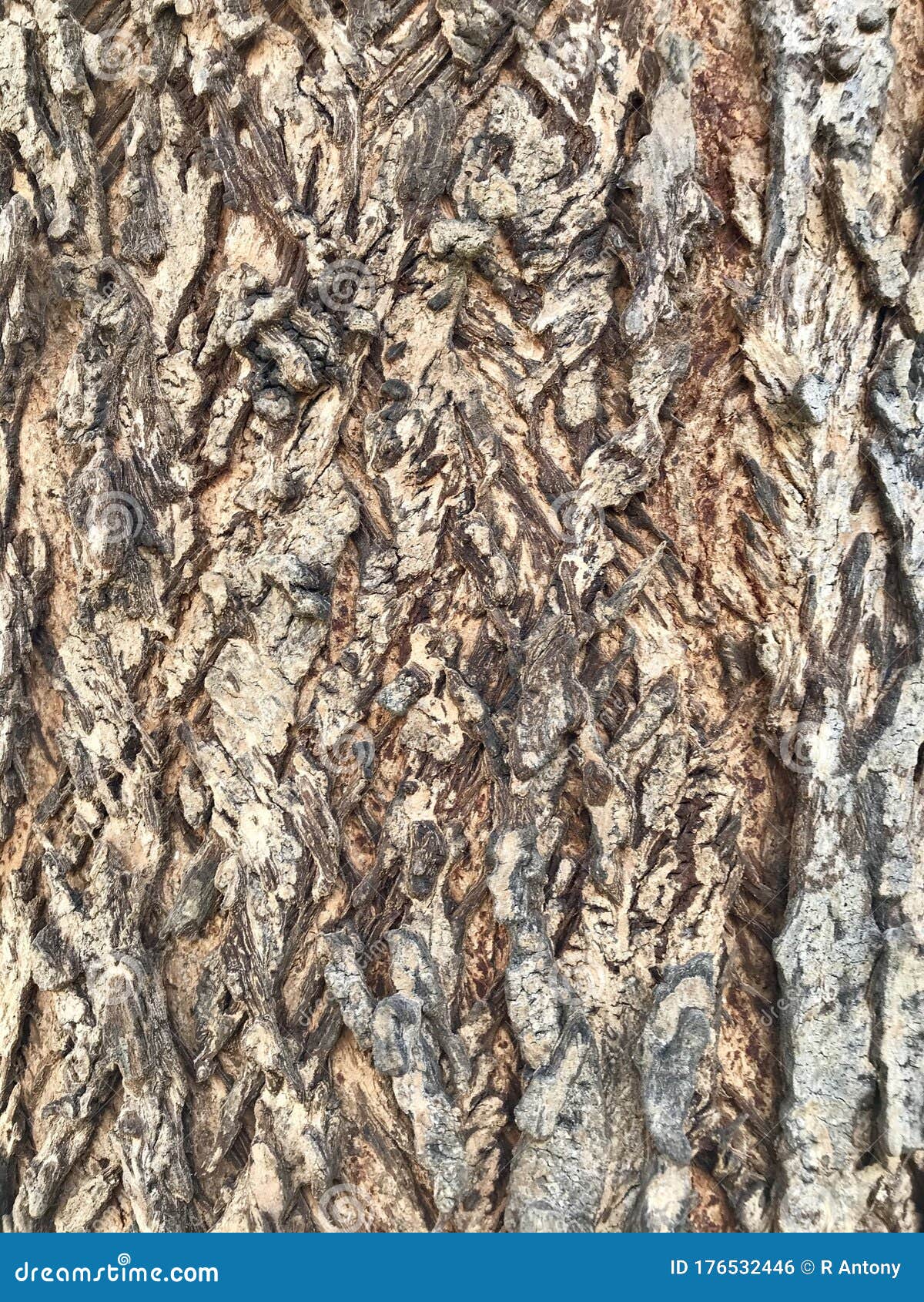 A designed Neem tree bark stock photo. Image of grass - 176532446