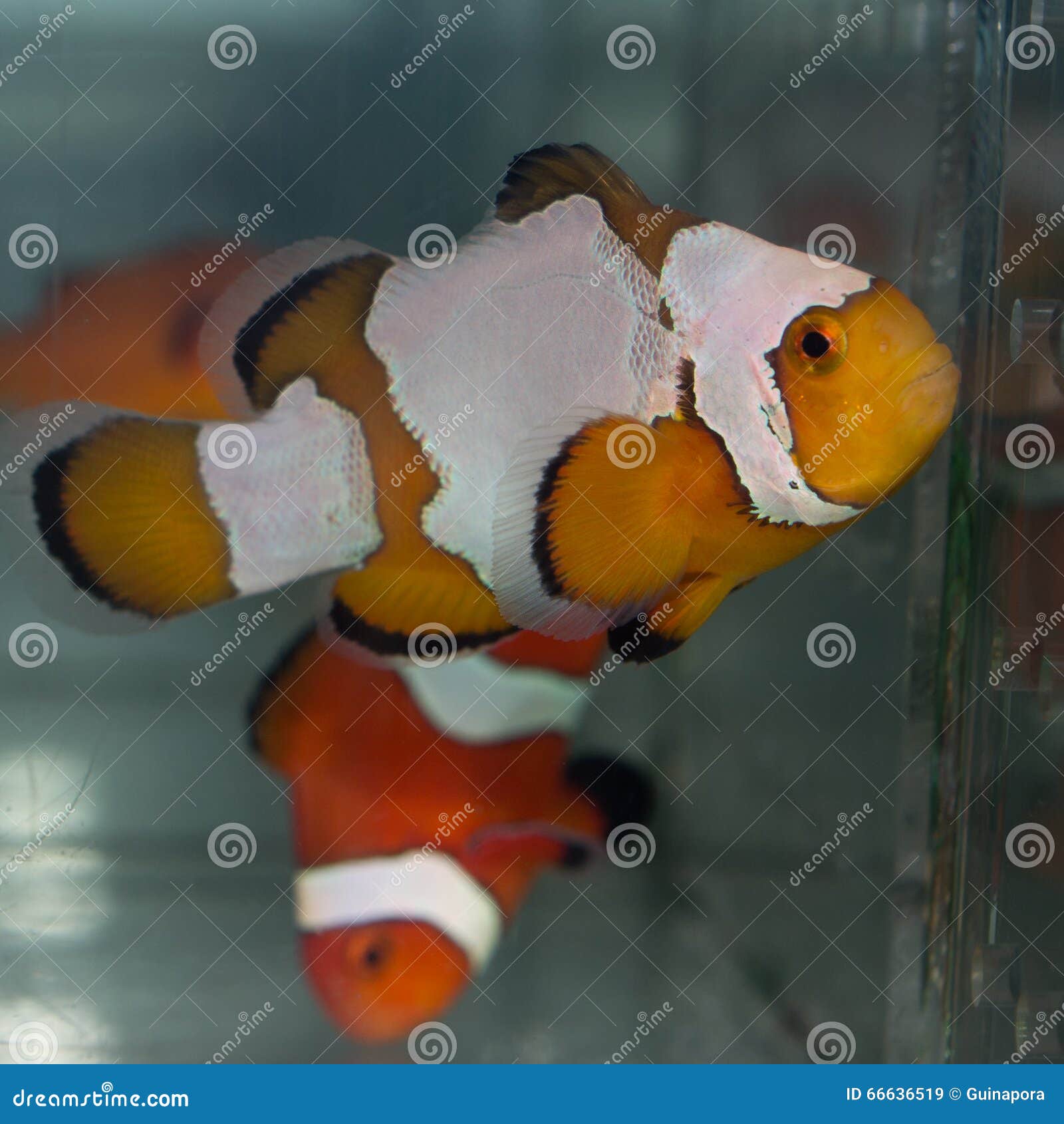 Designer clownfish stock image. Image of genetics, fish - 66636519