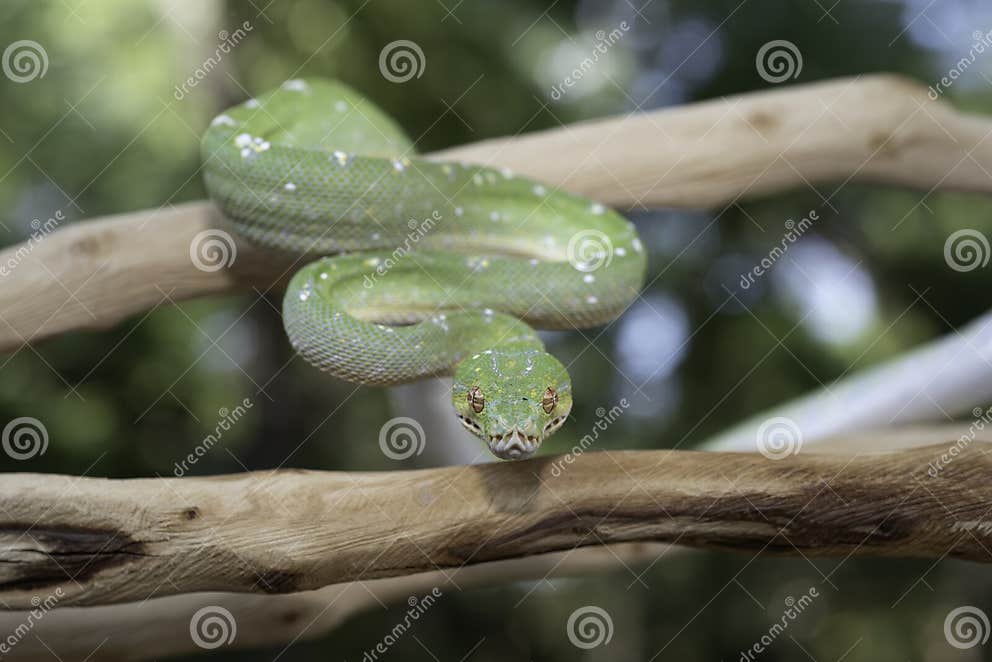 Aru X Biak Cross Green Tree Python Stock Image - Image of leaf ...