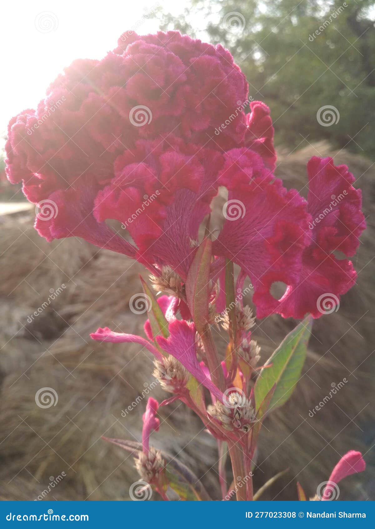 Designer Pink Flower with All in One Stock Photo - Image of flower ...