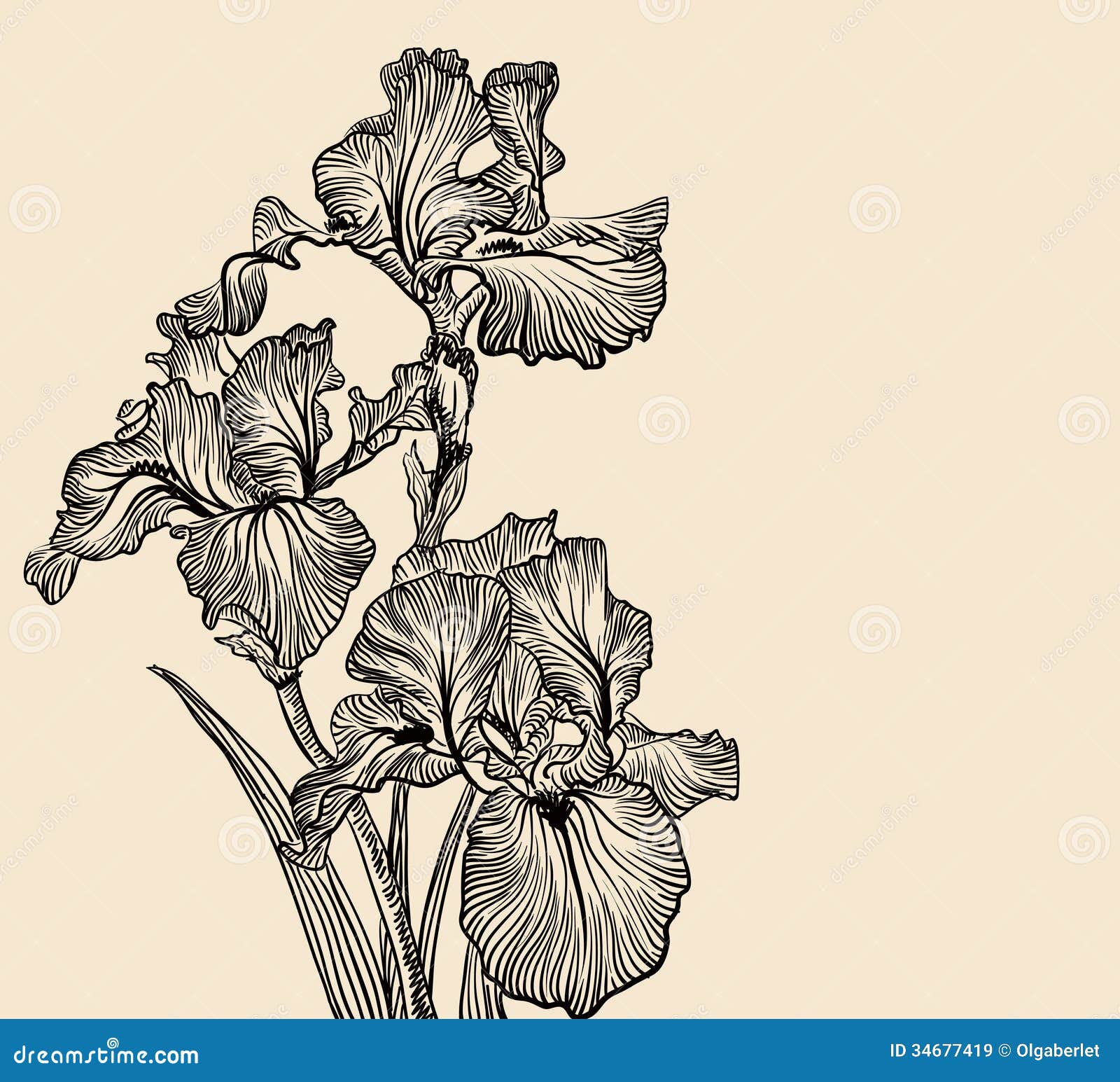 Designs of iris flowers stock vector. Illustration of greeting - 34677419