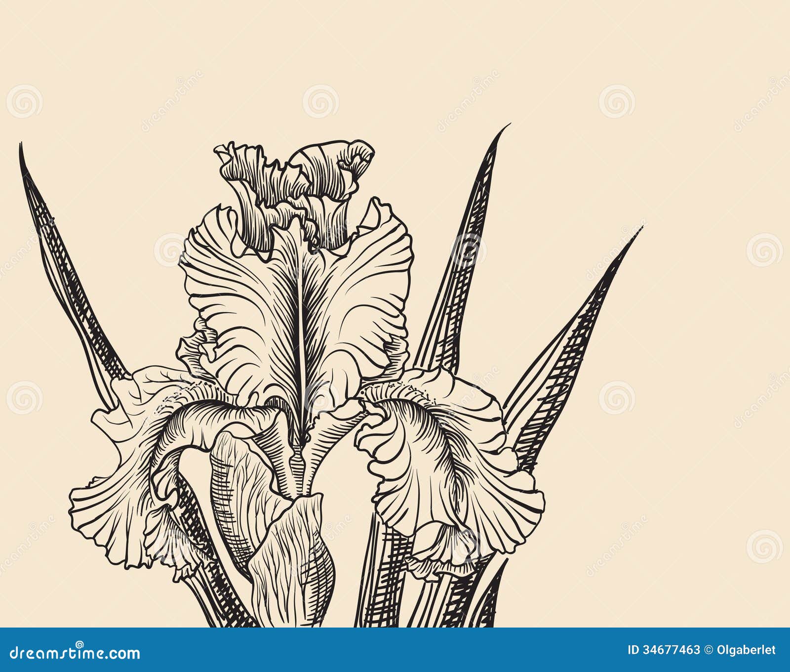 Designs of iris flowers stock vector. Illustration of beautiful - 34677463