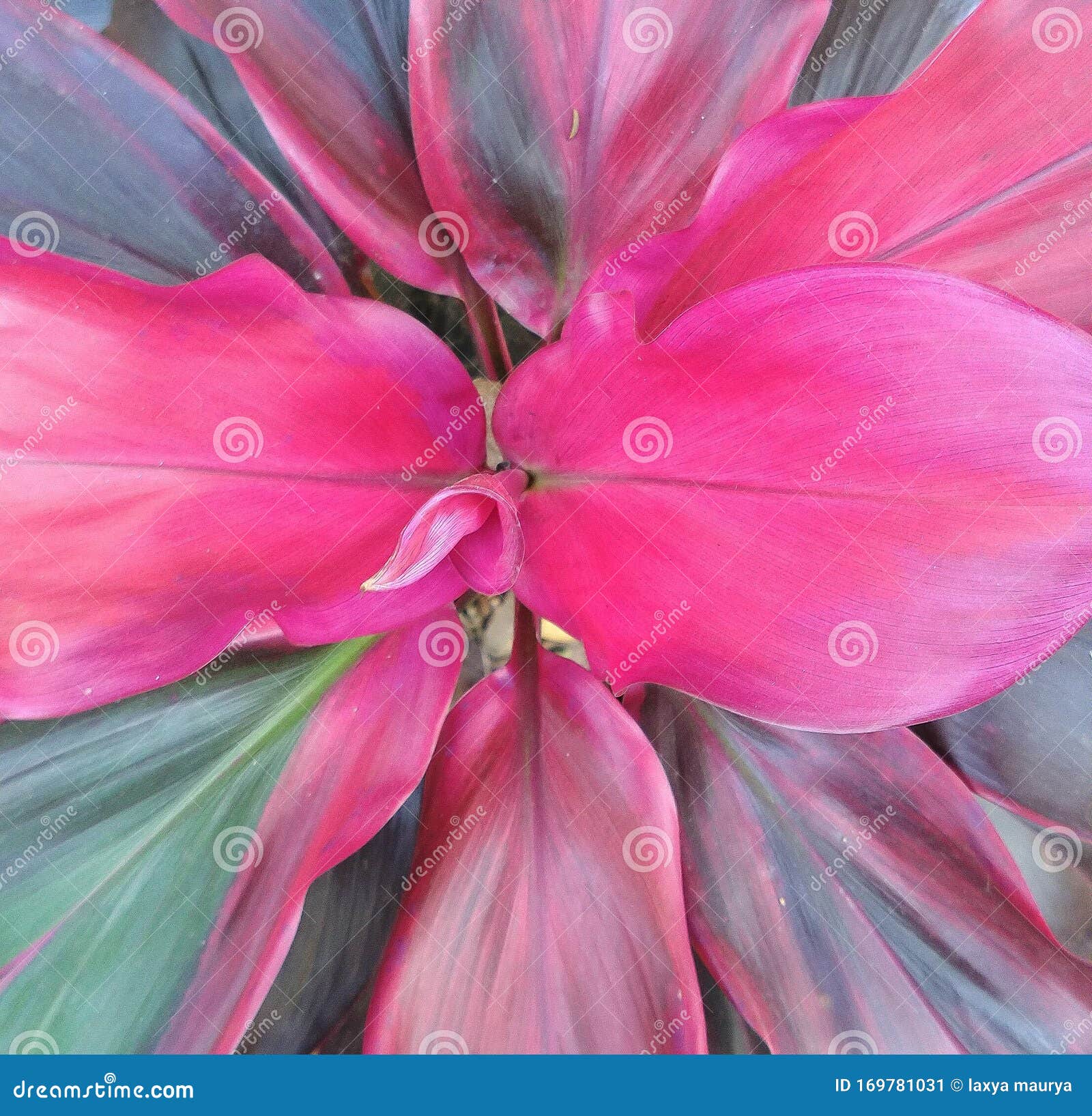 Desktop Image, Background Image, Watermark Image, Wallpaper Stock Image ...